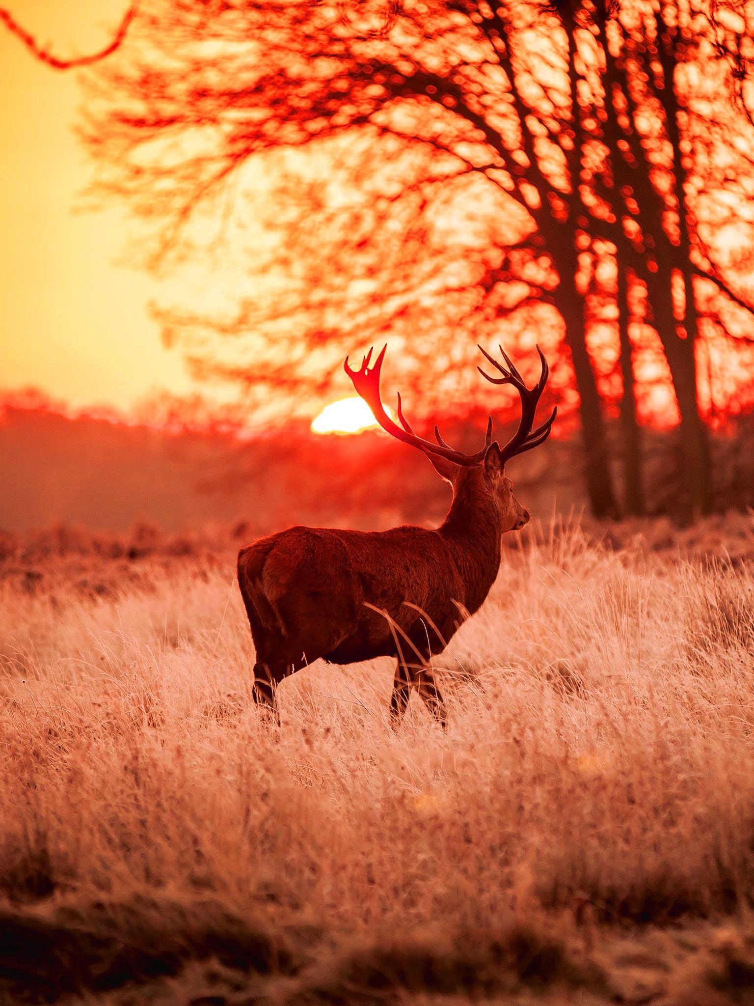 Deer Aesthetic Wallpapers - Top Free Deer Aesthetic Backgrounds ...