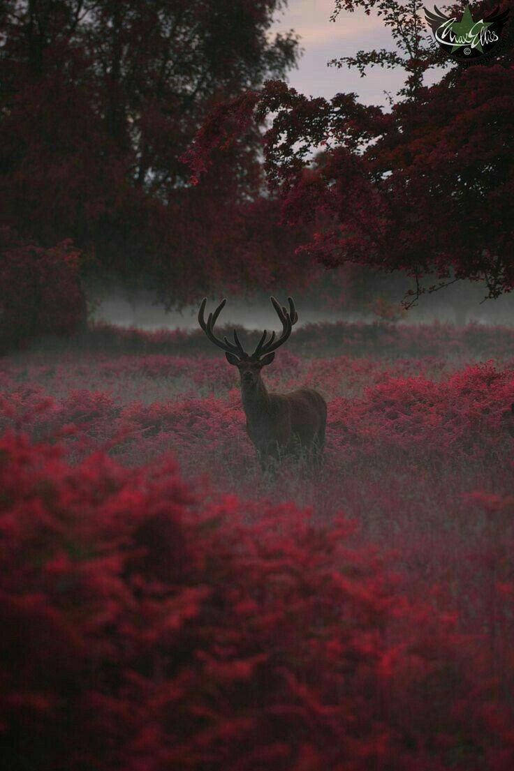 Deer Aesthetic Wallpapers - Top Free Deer Aesthetic Backgrounds ...