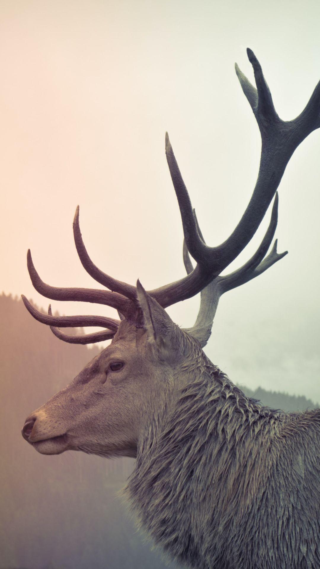 Deer Aesthetic Wallpapers - Top Free Deer Aesthetic Backgrounds ...