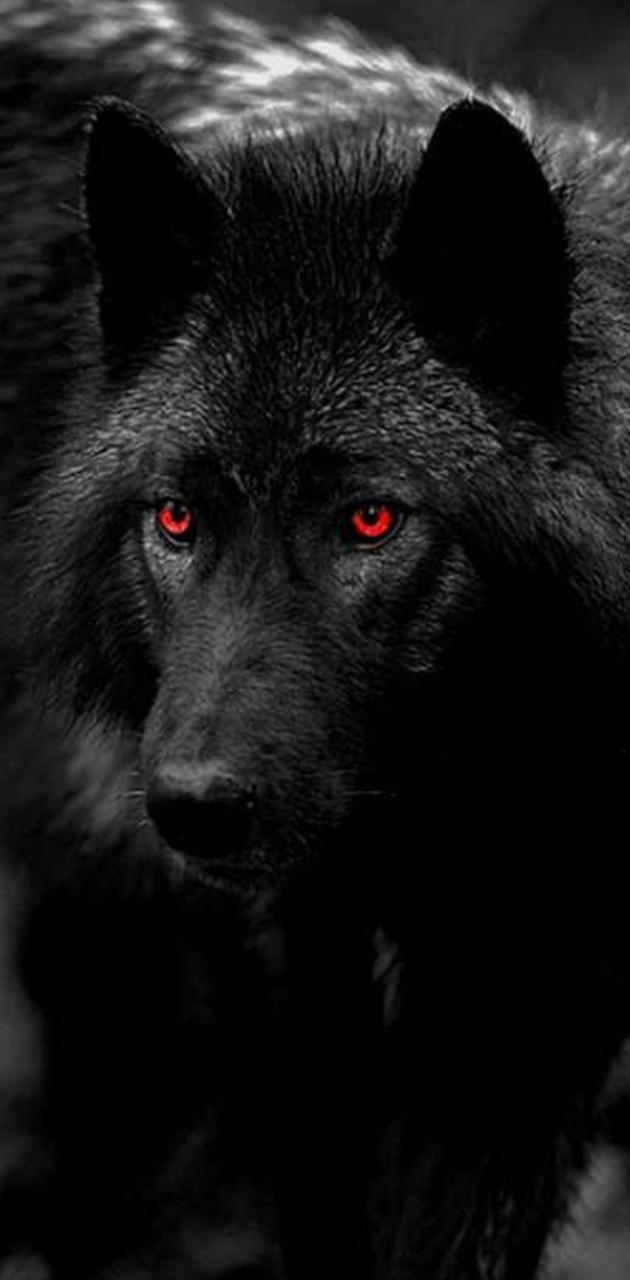 Cool Black and Red Wolf Wallpapers - Top Free Cool Black and Red Wolf ...