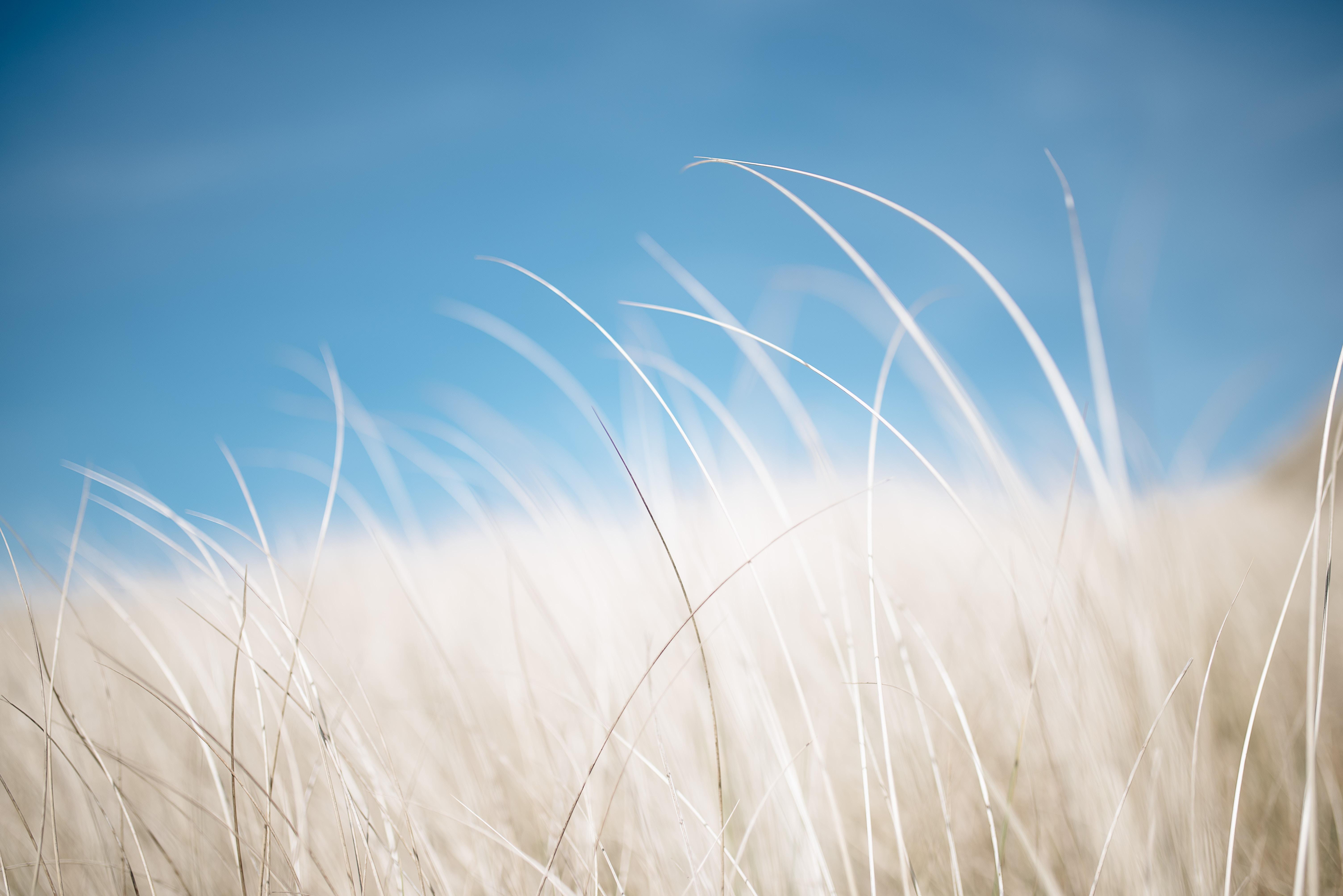 Minimalist Grass Wallpapers - Top Free Minimalist Grass Backgrounds ...
