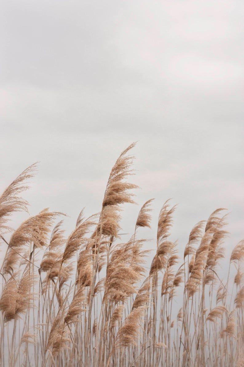 Minimalist Grass Wallpapers - Top Free Minimalist Grass Backgrounds ...