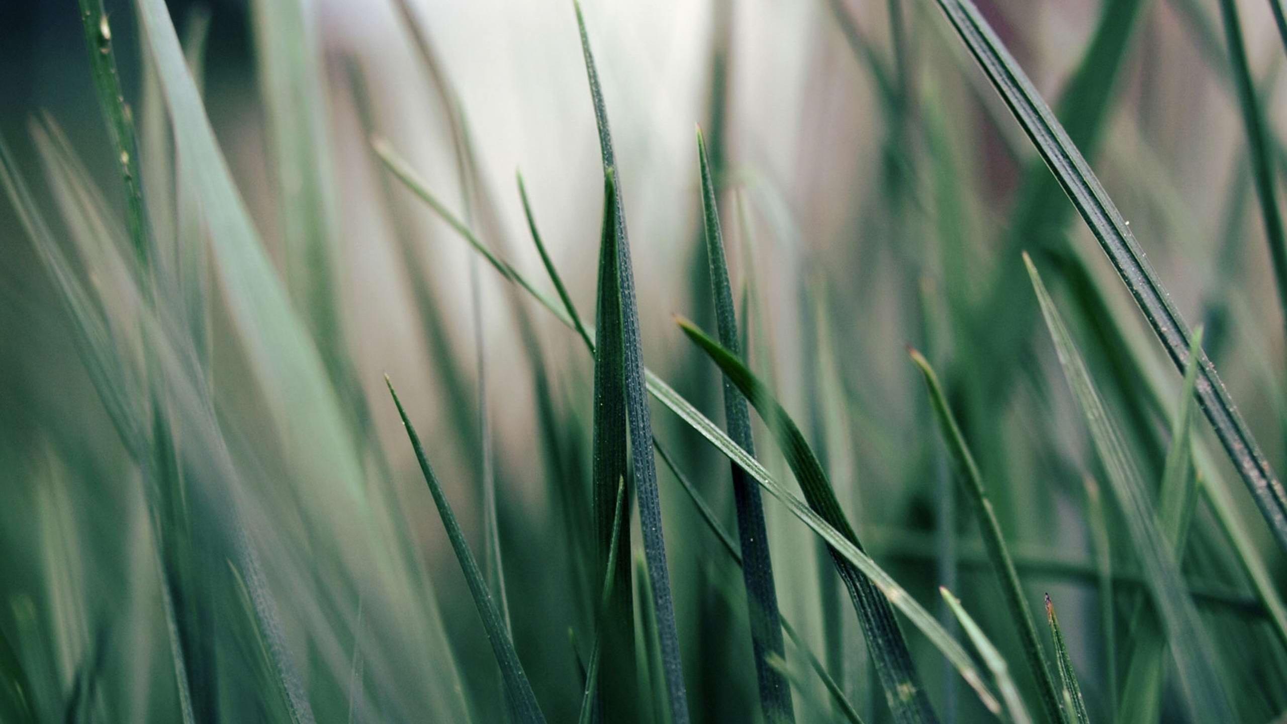 Minimalist Grass Wallpapers - Top Free Minimalist Grass Backgrounds ...