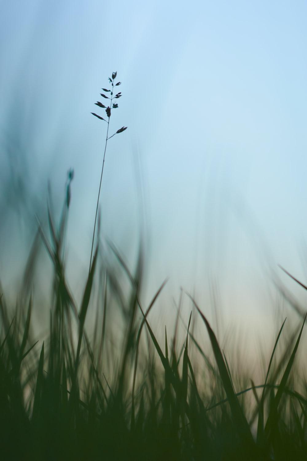 Minimalist Grass Wallpapers - Top Free Minimalist Grass Backgrounds ...