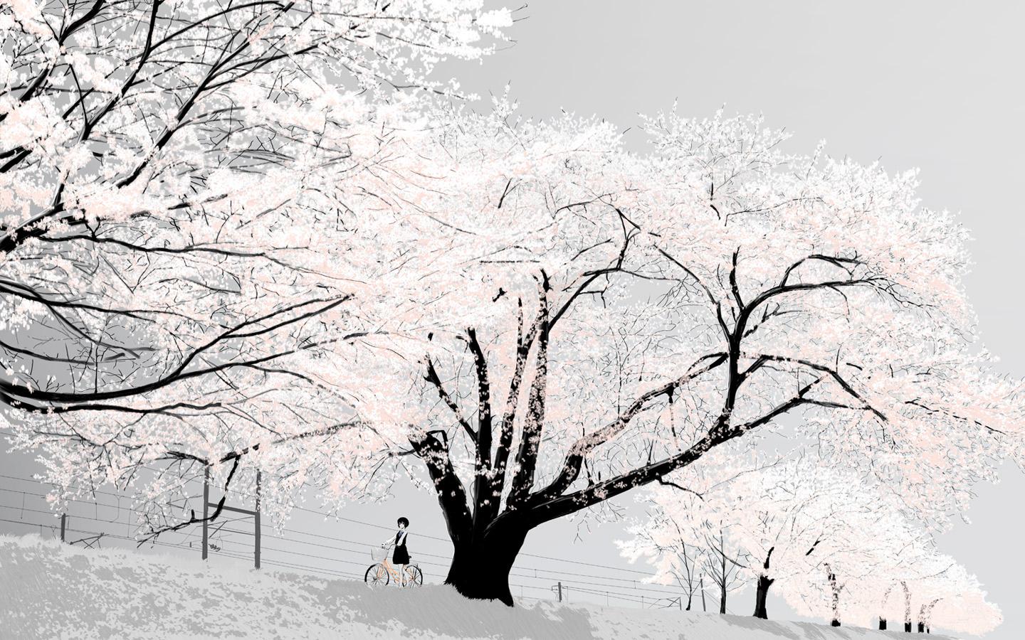White Sakura Wallpapers - Top Free White Sakura Backgrounds ...