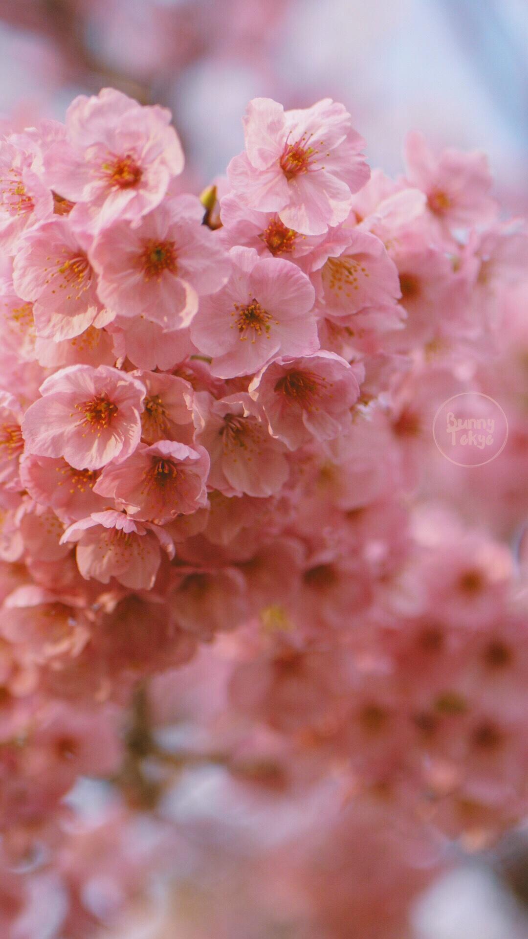 Red Sakura Wallpapers - Top Free Red Sakura Backgrounds - WallpaperAccess