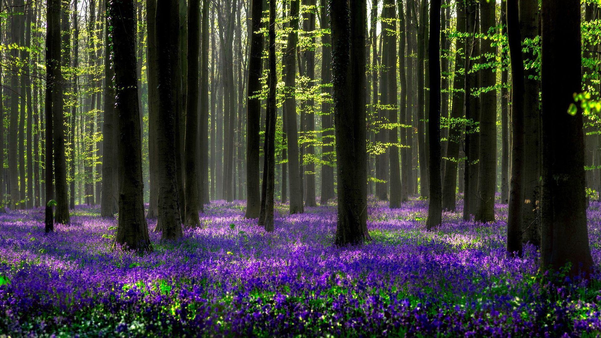 Spring Forest HD Wallpapers - Top Free Spring Forest HD Backgrounds ...