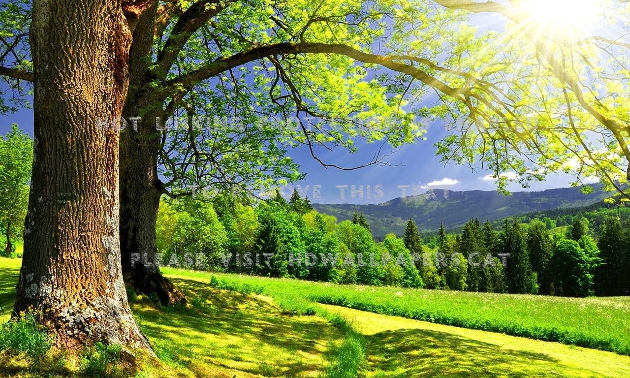 Spring Forest HD Wallpapers - Top Free Spring Forest HD Backgrounds ...