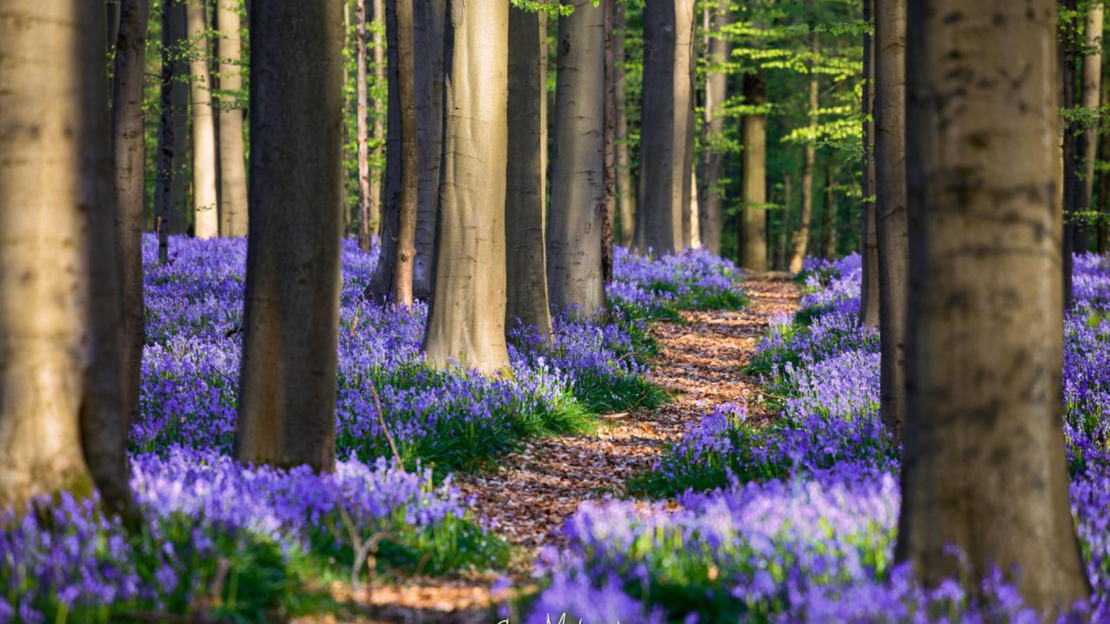 Spring Forest HD Wallpapers - Top Free Spring Forest HD Backgrounds ...