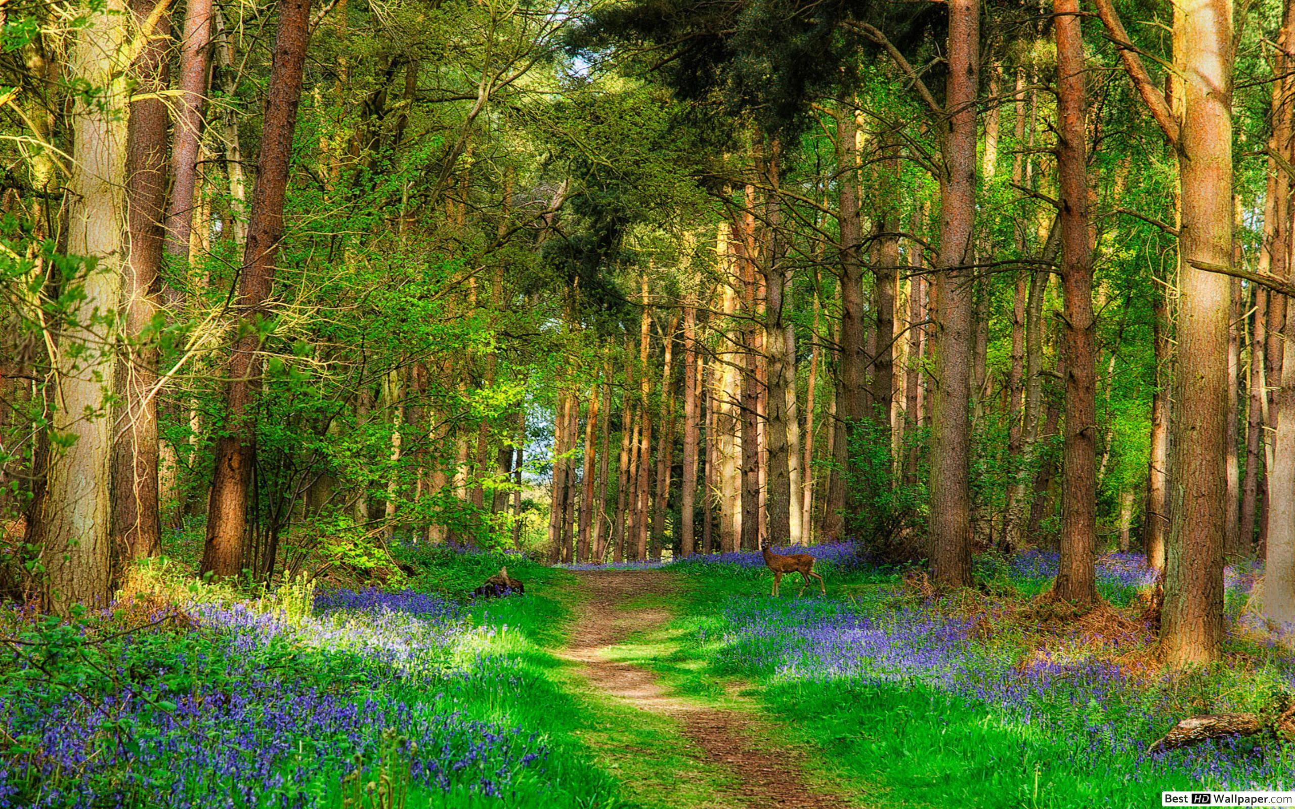 Spring Forest HD Wallpapers - Top Free Spring Forest HD Backgrounds ...