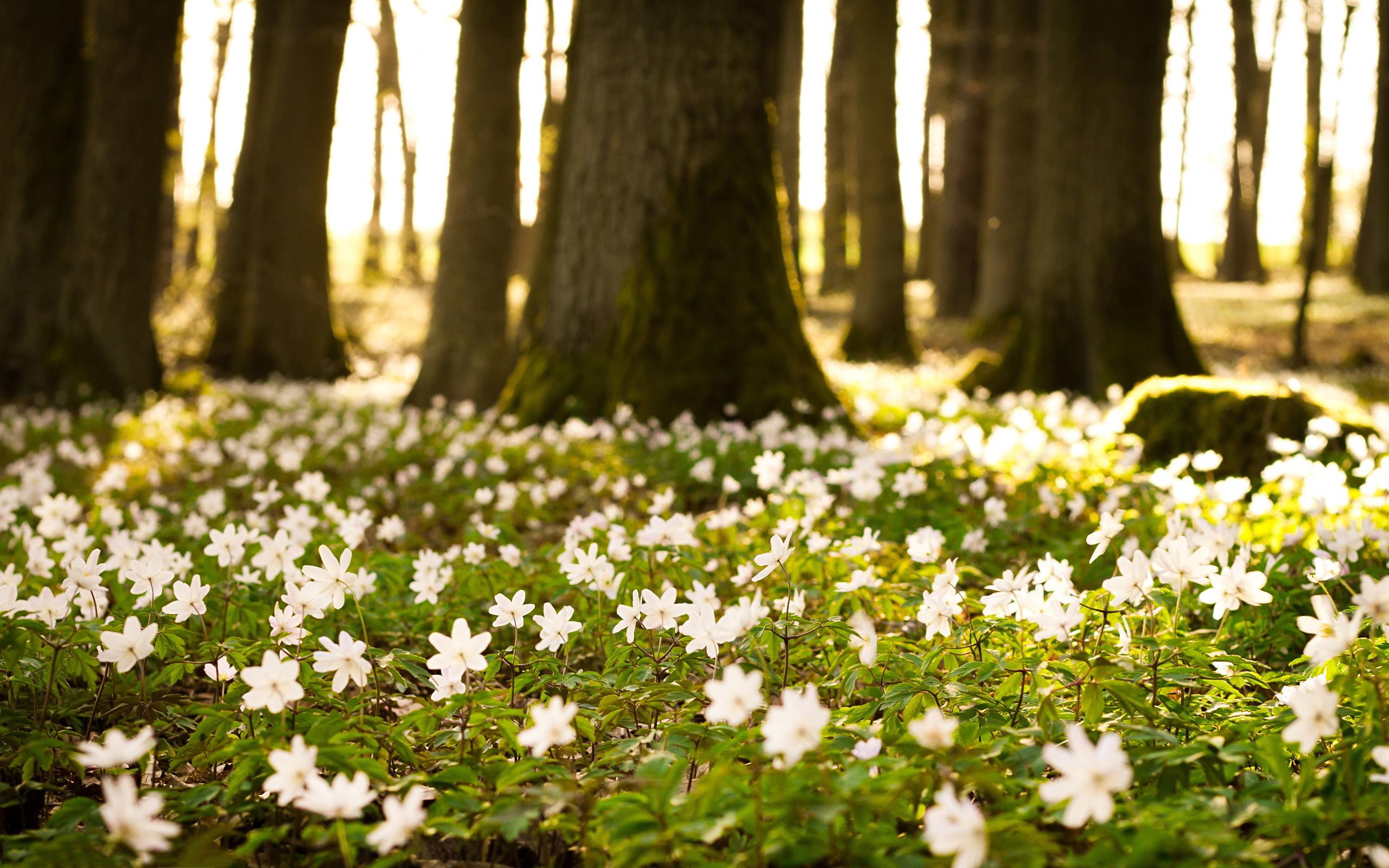Spring Forest HD Wallpapers - Top Free Spring Forest HD Backgrounds ...