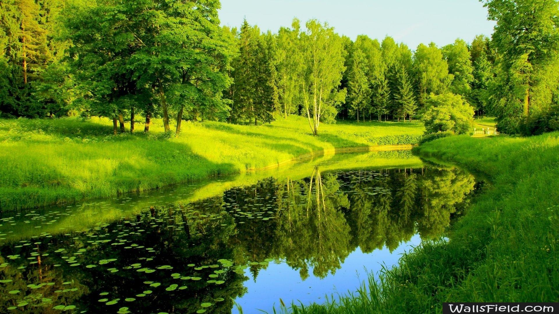 Spring Forest HD Wallpapers - Top Free Spring Forest HD Backgrounds ...