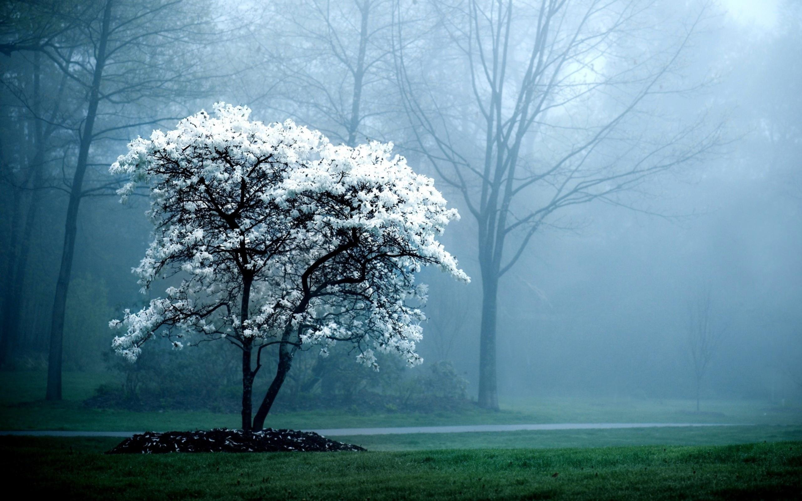 Spring Forest HD Wallpapers - Top Free Spring Forest HD Backgrounds ...