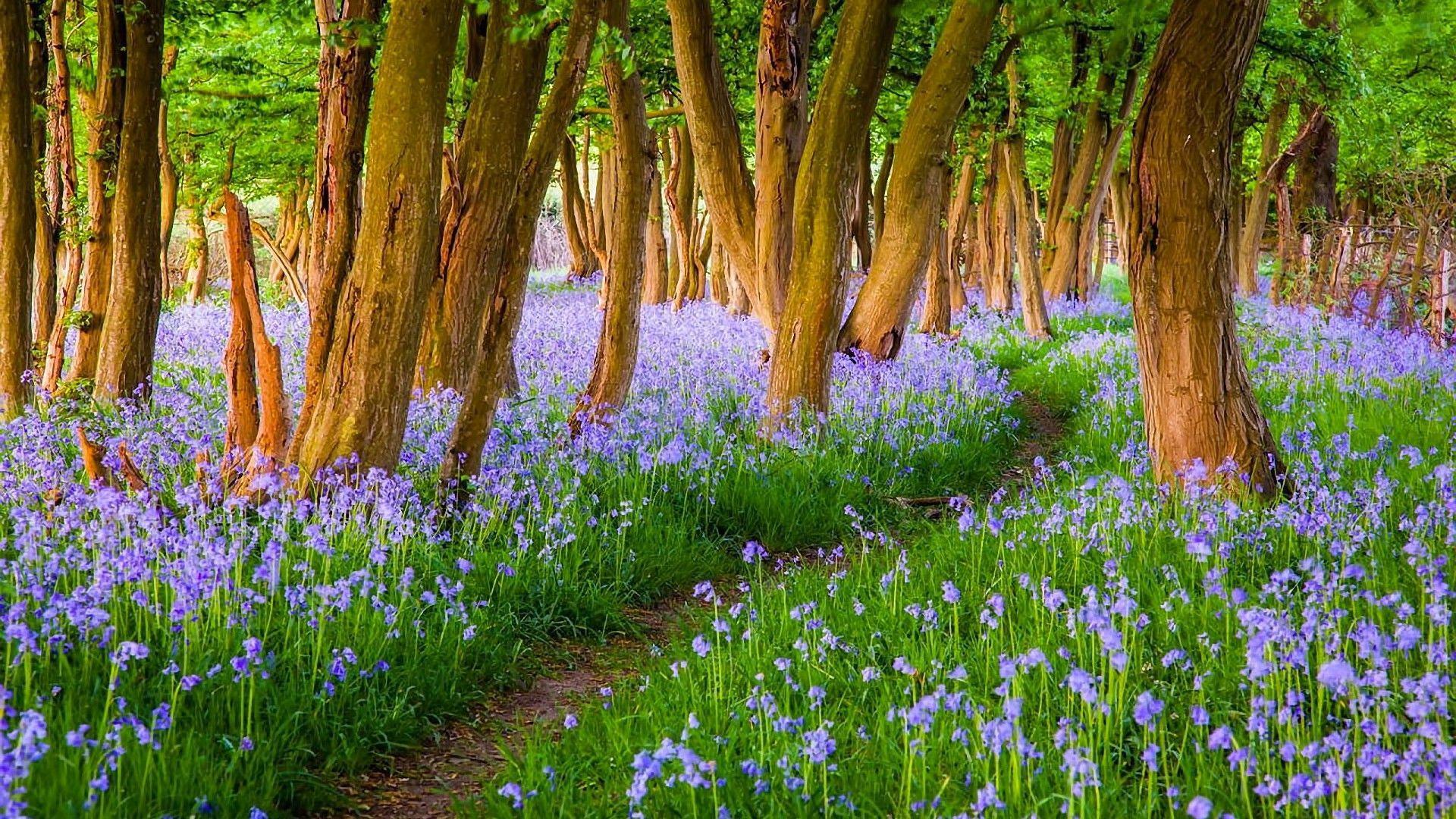 Spring Forest HD Wallpapers - Top Free Spring Forest HD Backgrounds ...