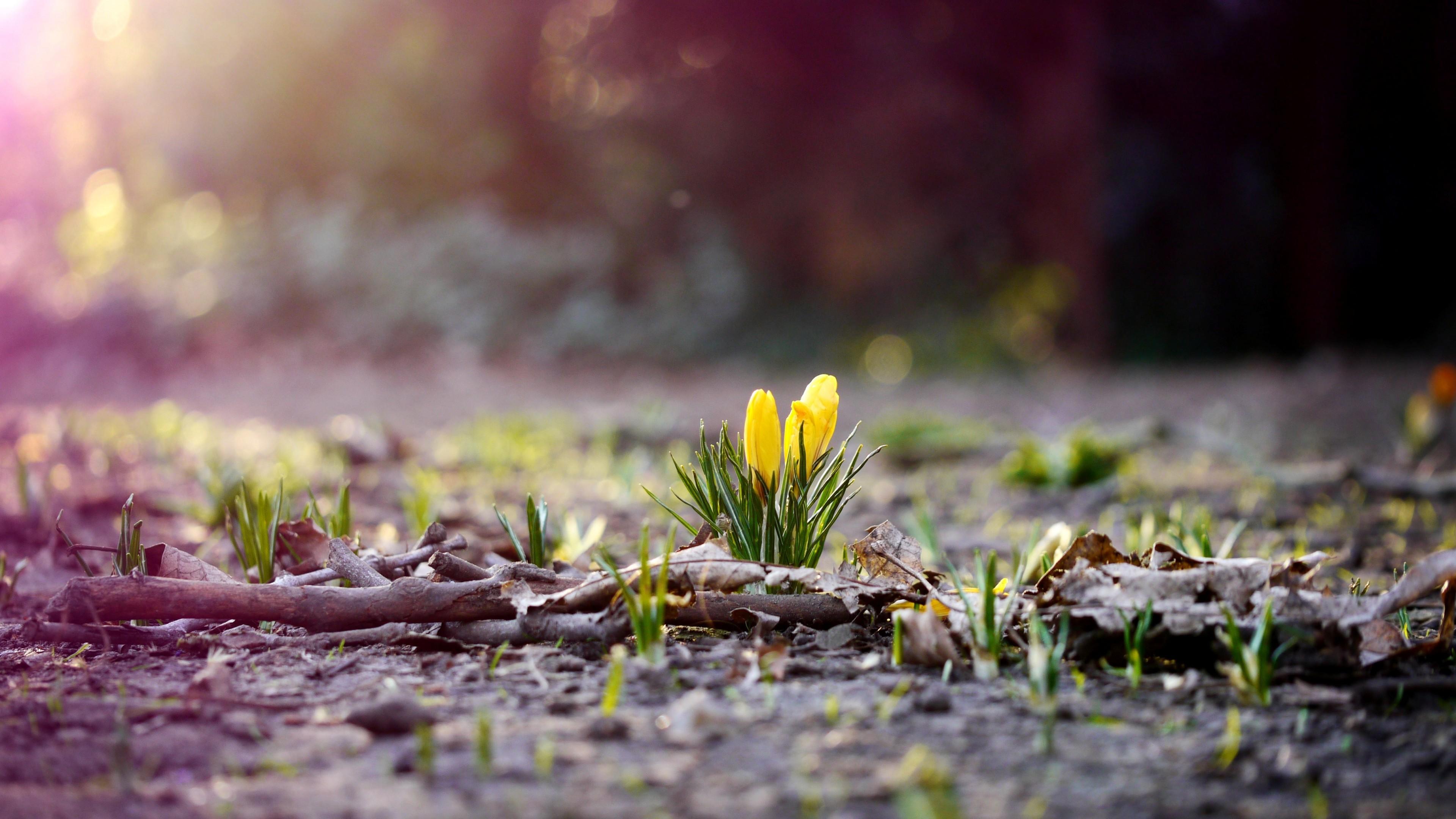 Spring Forest HD Wallpapers - Top Free Spring Forest HD Backgrounds ...