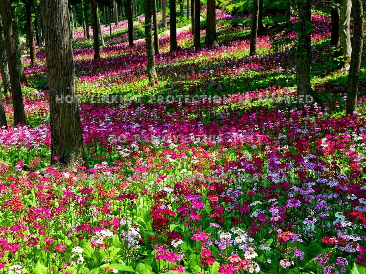 Spring Forest HD Wallpapers - Top Free Spring Forest HD Backgrounds ...