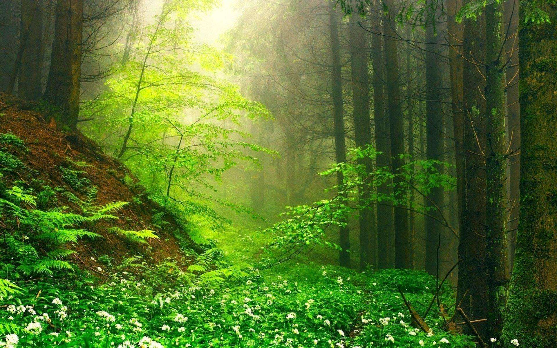 Spring Forest HD Wallpapers - Top Free Spring Forest HD Backgrounds ...