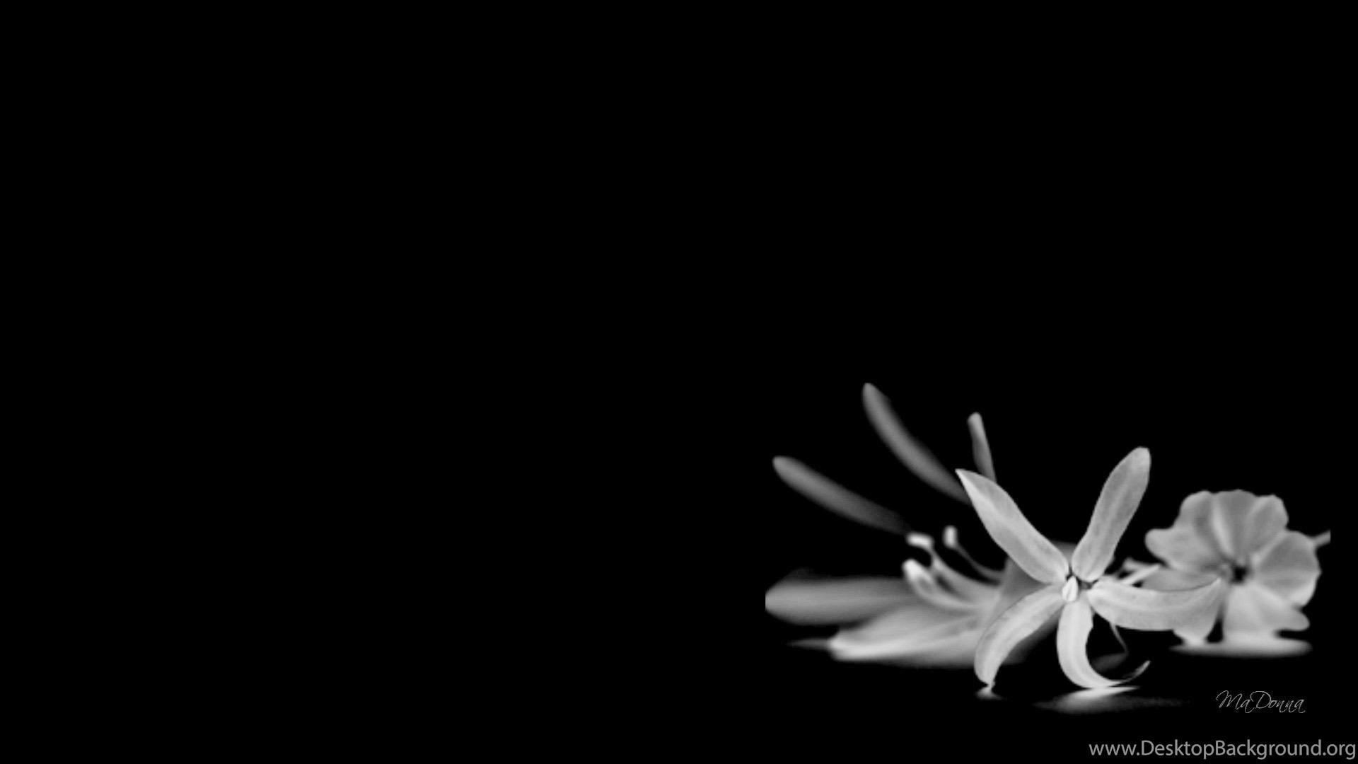 Black White Flower Wallpapers - Top Free Black White Flower Backgrounds ... Black White Flower Wallpapers - Top Free Black White Flower Backgrounds ...