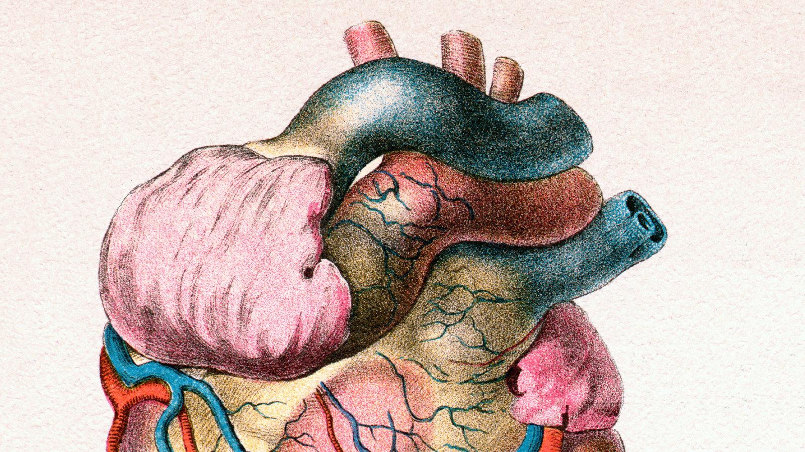 Cardiac Wallpapers - Top Free Cardiac Backgrounds - WallpaperAccess