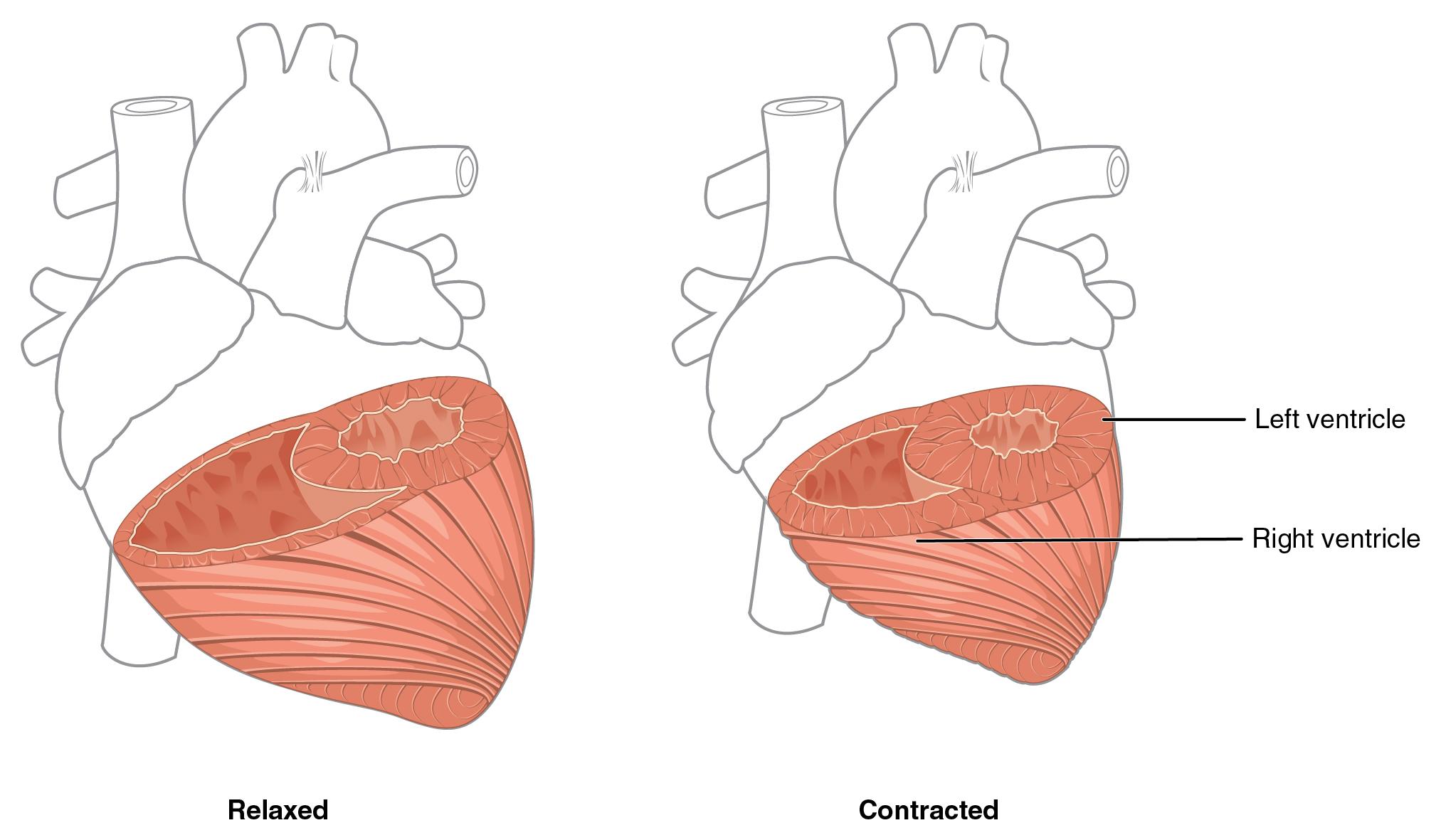 Cardiac Wallpapers - Top Free Cardiac Backgrounds - WallpaperAccess