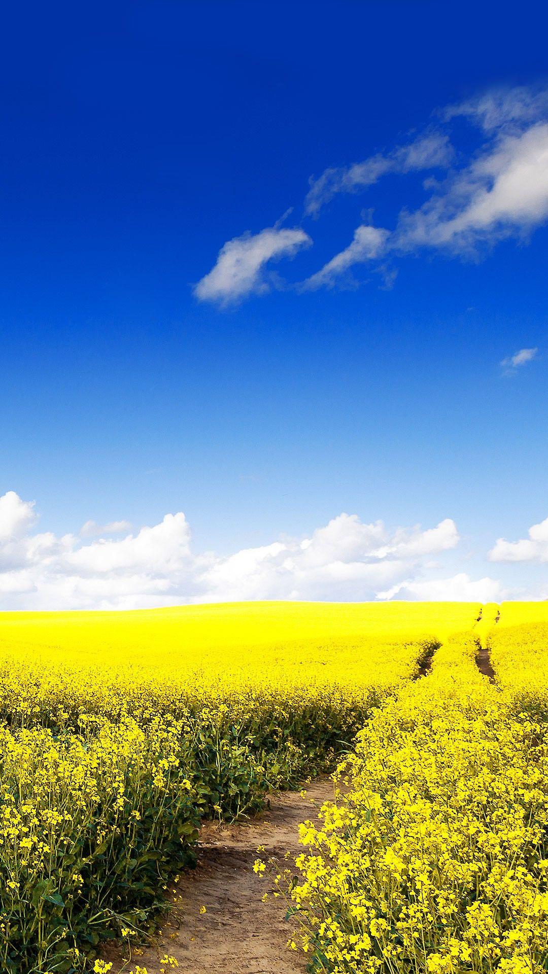 Canola Wallpapers - Top Free Canola Backgrounds - WallpaperAccess