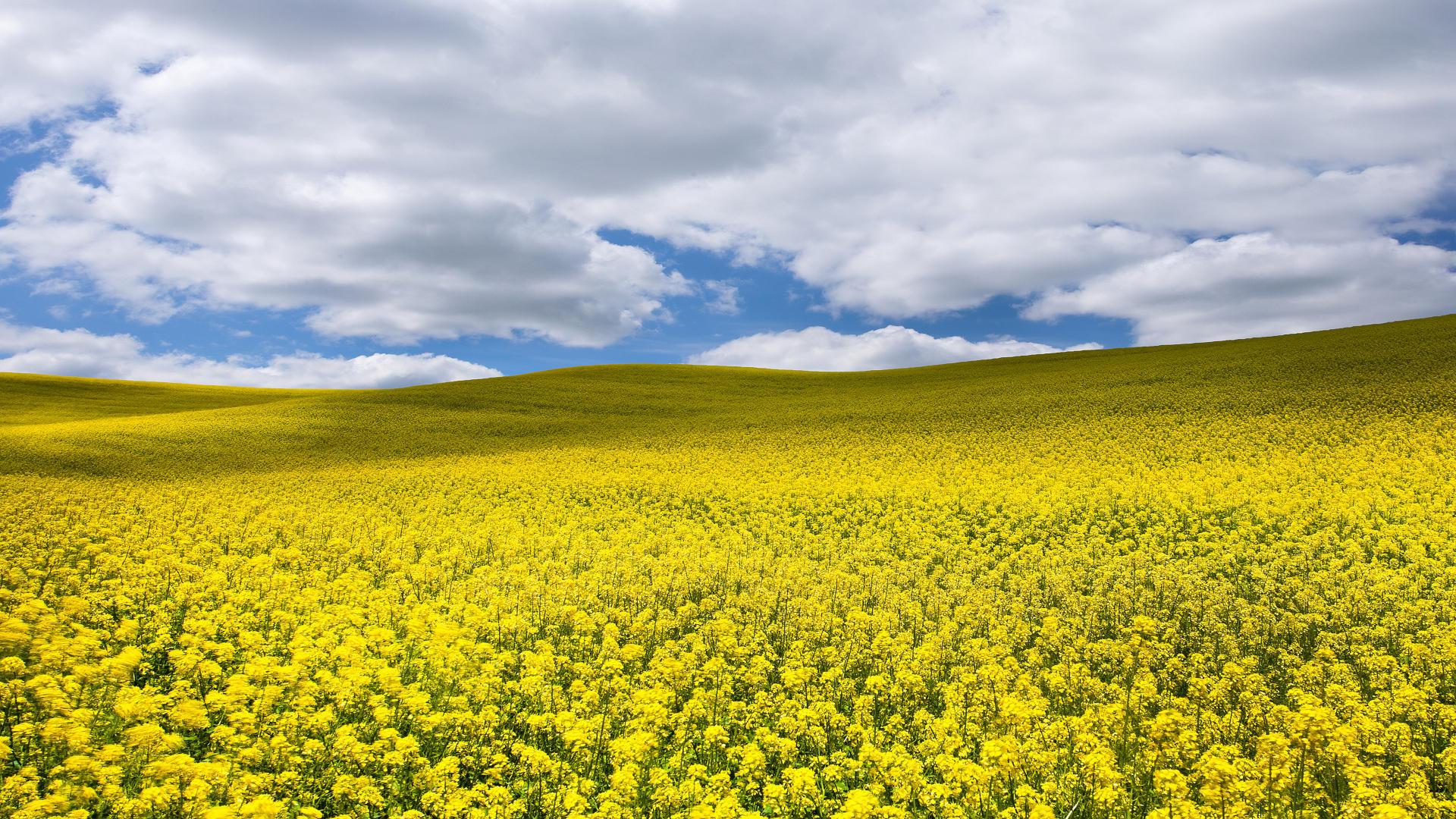Canola Wallpapers - Top Free Canola Backgrounds - WallpaperAccess