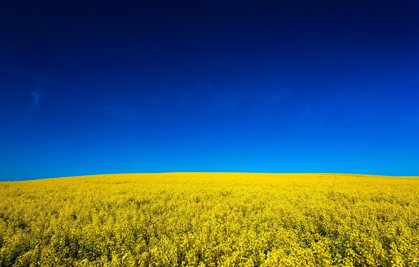 Canola Wallpapers - Top Free Canola Backgrounds - WallpaperAccess