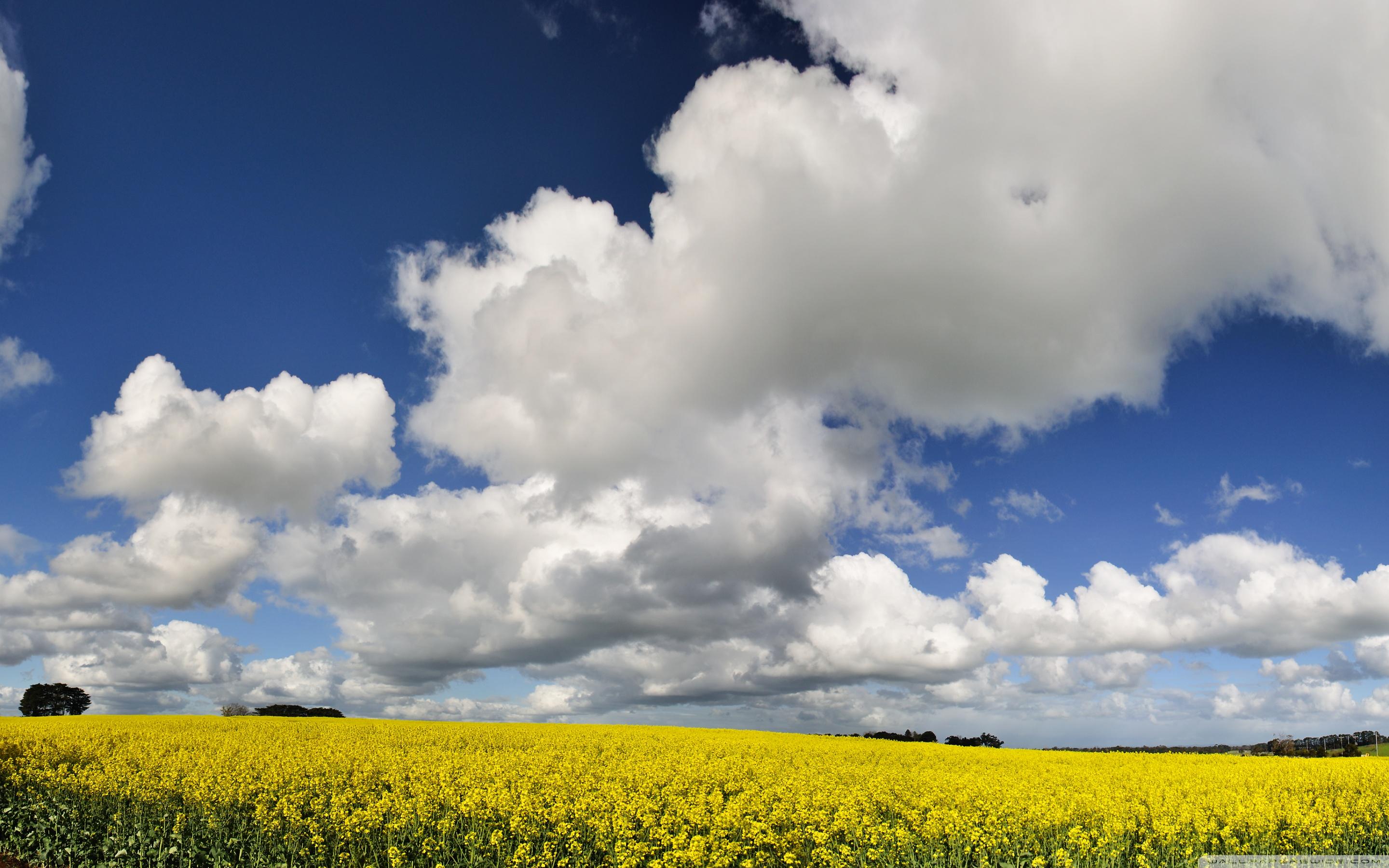 Canola Wallpapers - Top Free Canola Backgrounds - WallpaperAccess