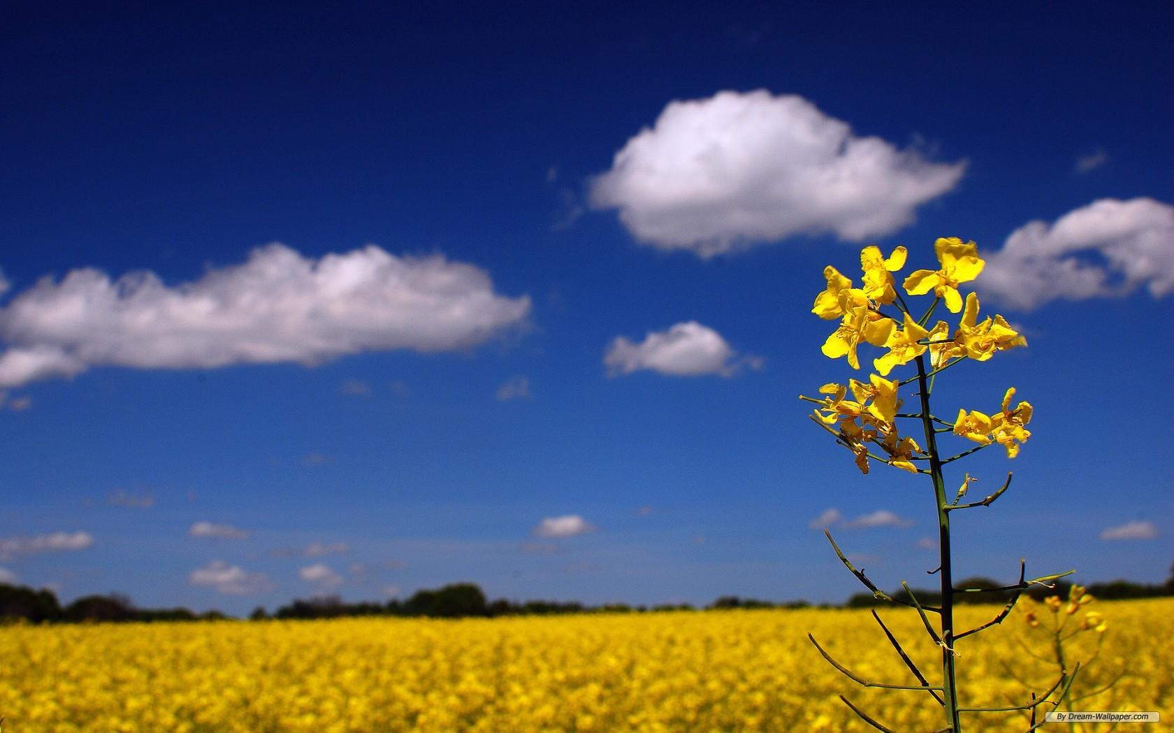 Canola Wallpapers - Top Free Canola Backgrounds - WallpaperAccess