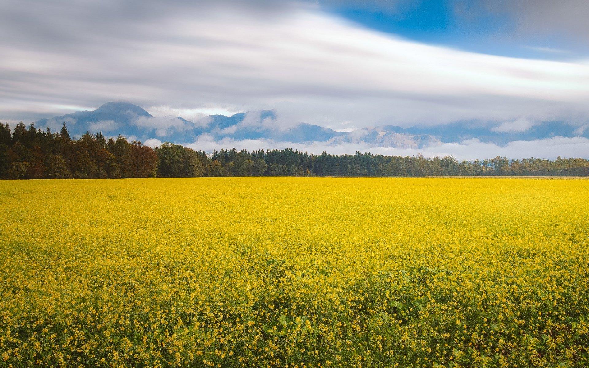 Canola Wallpapers - Top Free Canola Backgrounds - WallpaperAccess