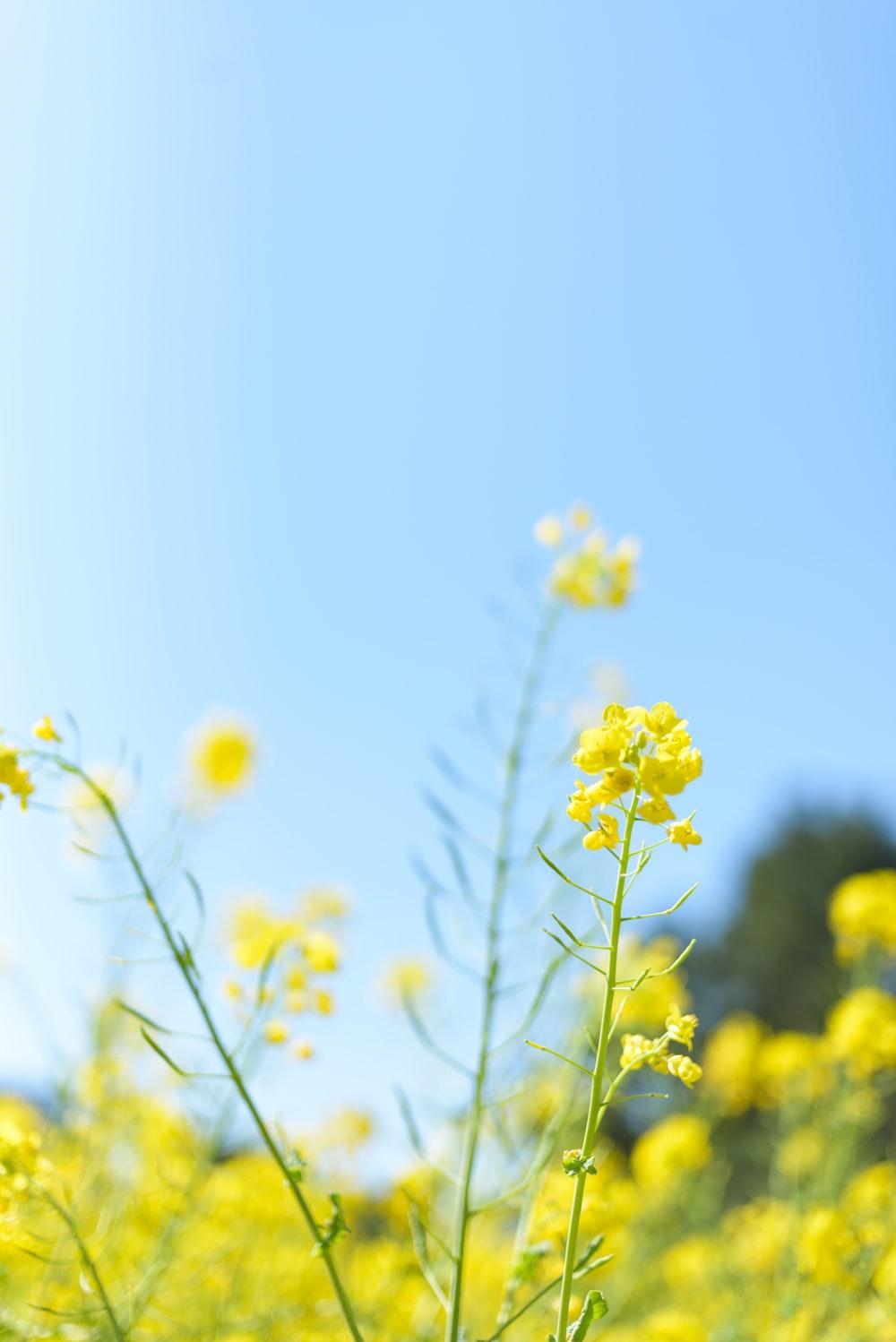 Canola Wallpapers - Top Free Canola Backgrounds - WallpaperAccess