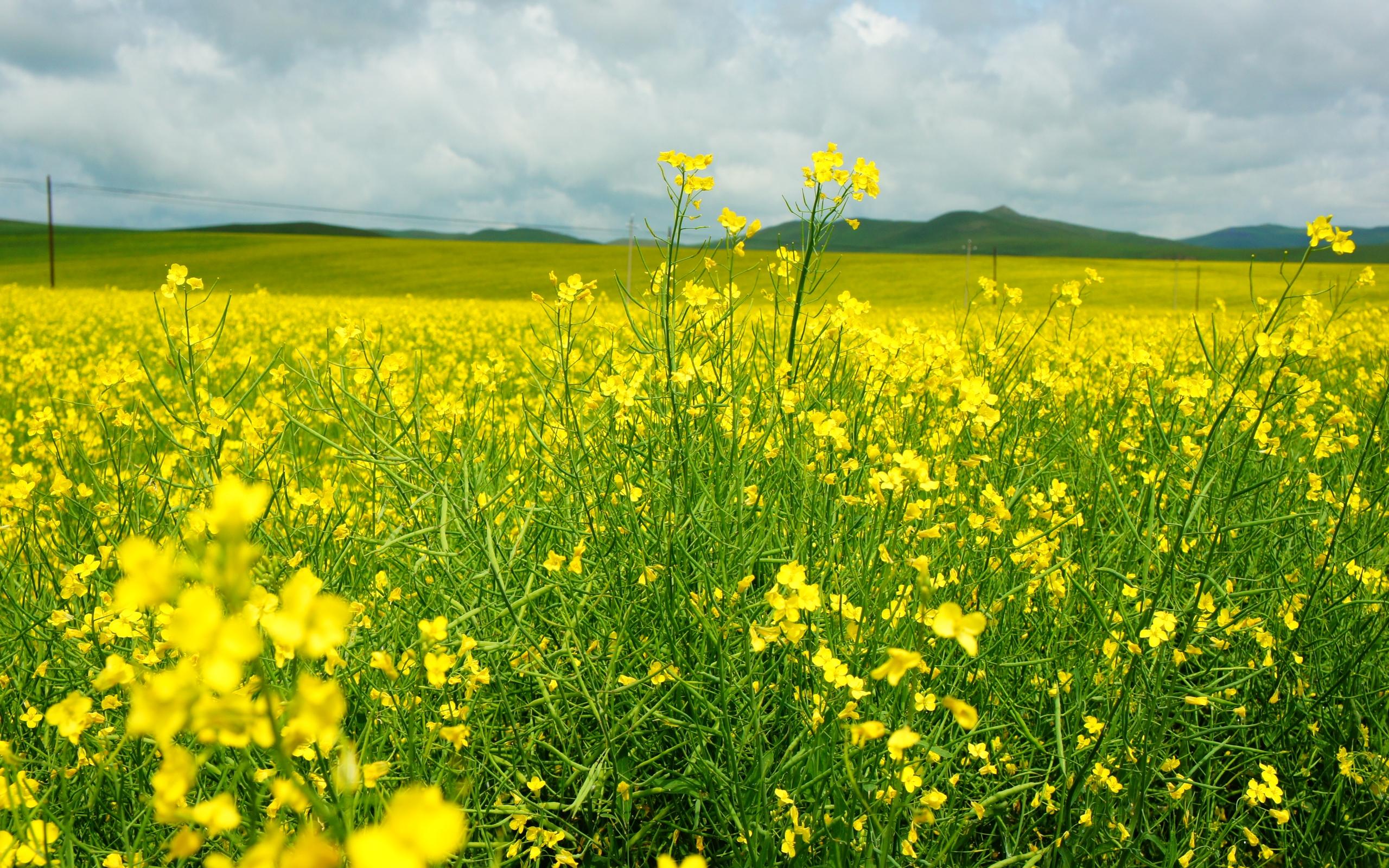 Canola Wallpapers - Top Free Canola Backgrounds - WallpaperAccess