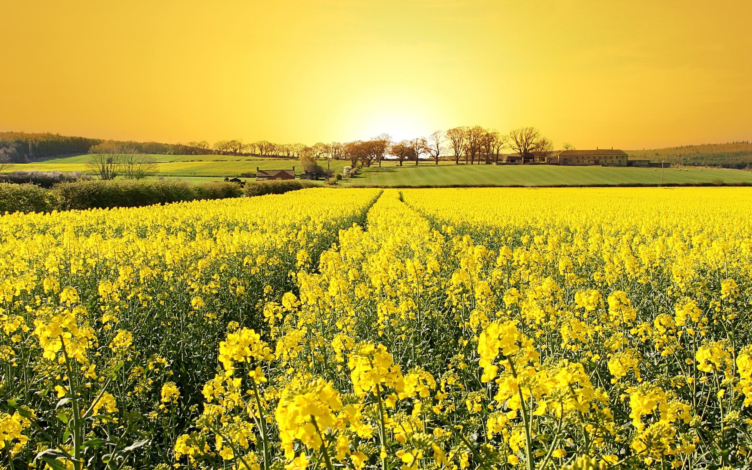 Canola Wallpapers - Top Free Canola Backgrounds - WallpaperAccess
