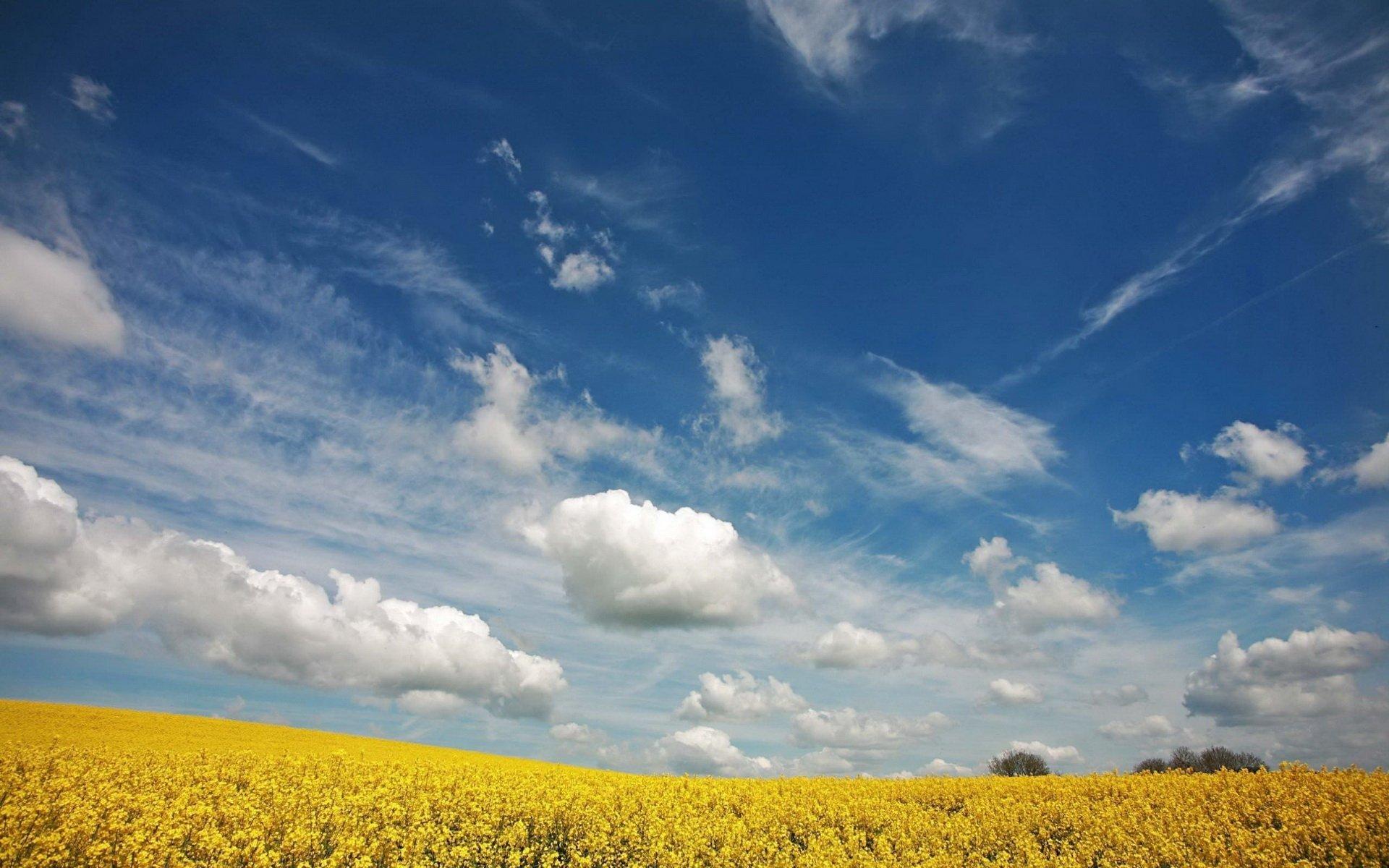 Canola Wallpapers - Top Free Canola Backgrounds - WallpaperAccess
