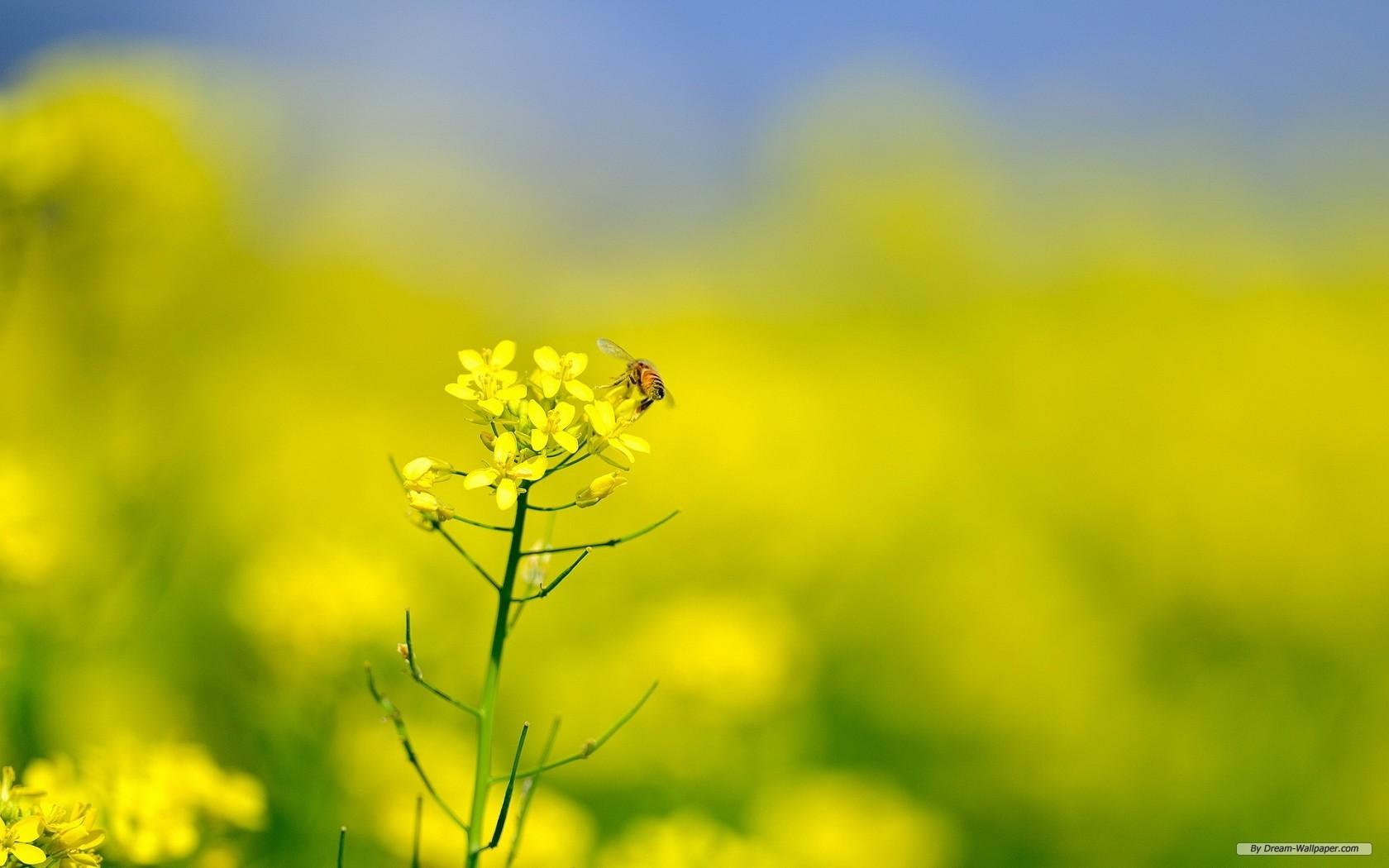 Canola Wallpapers - Top Free Canola Backgrounds - WallpaperAccess