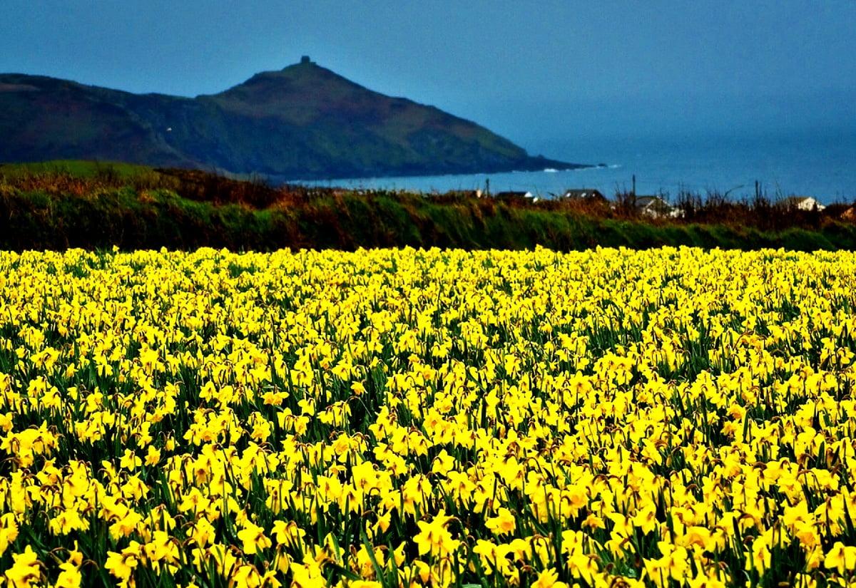 Canola Wallpapers - Top Free Canola Backgrounds - WallpaperAccess