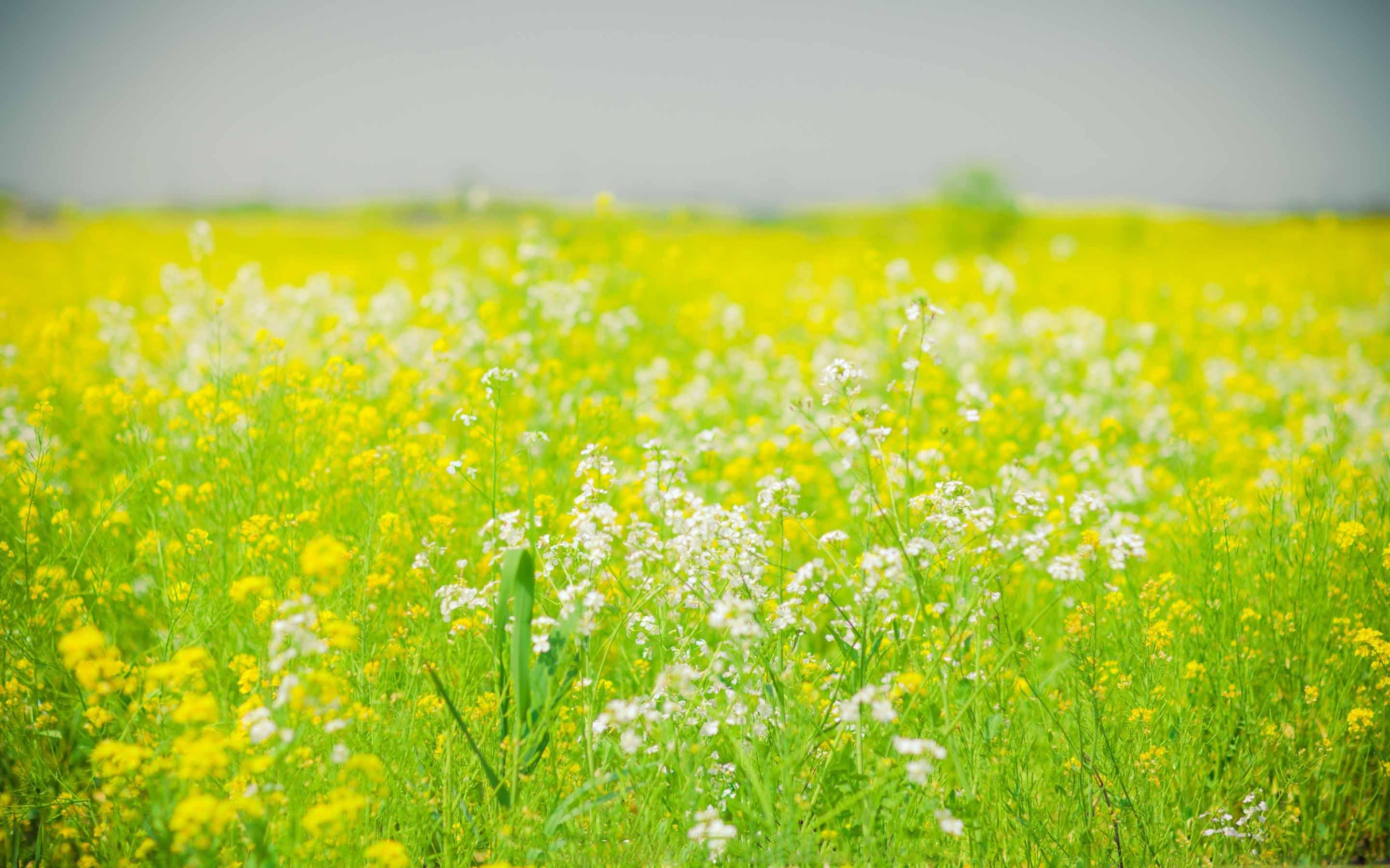 Canola Wallpapers - Top Free Canola Backgrounds - WallpaperAccess