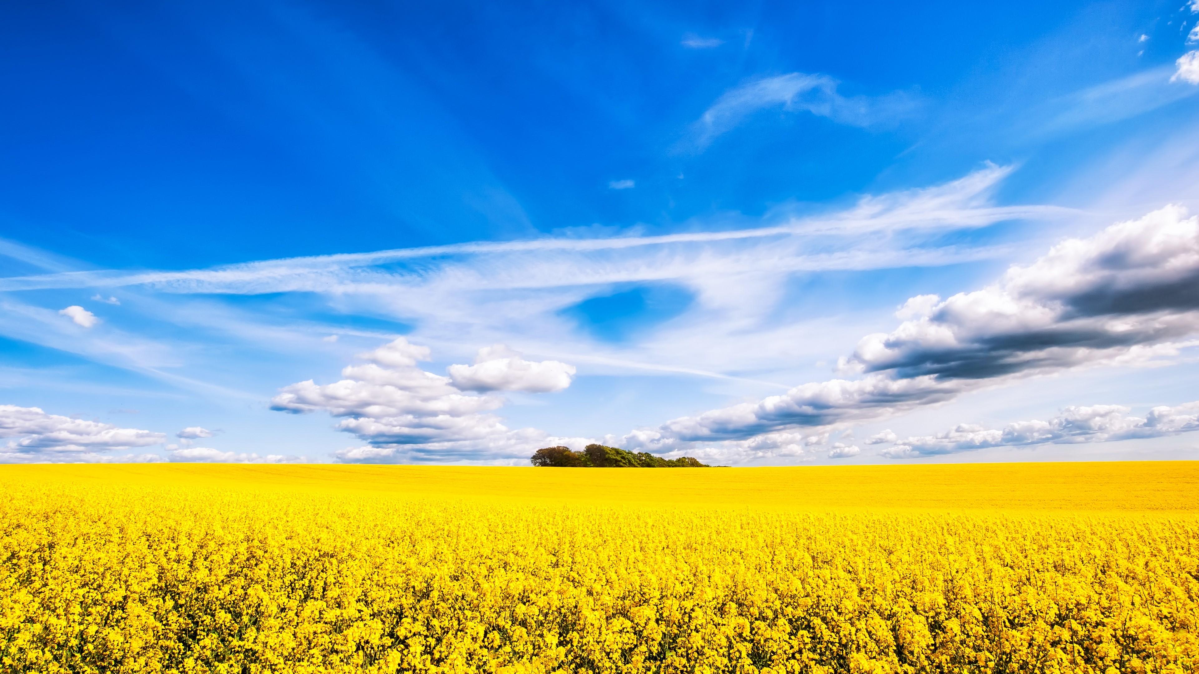 Canola Wallpapers - Top Free Canola Backgrounds - WallpaperAccess