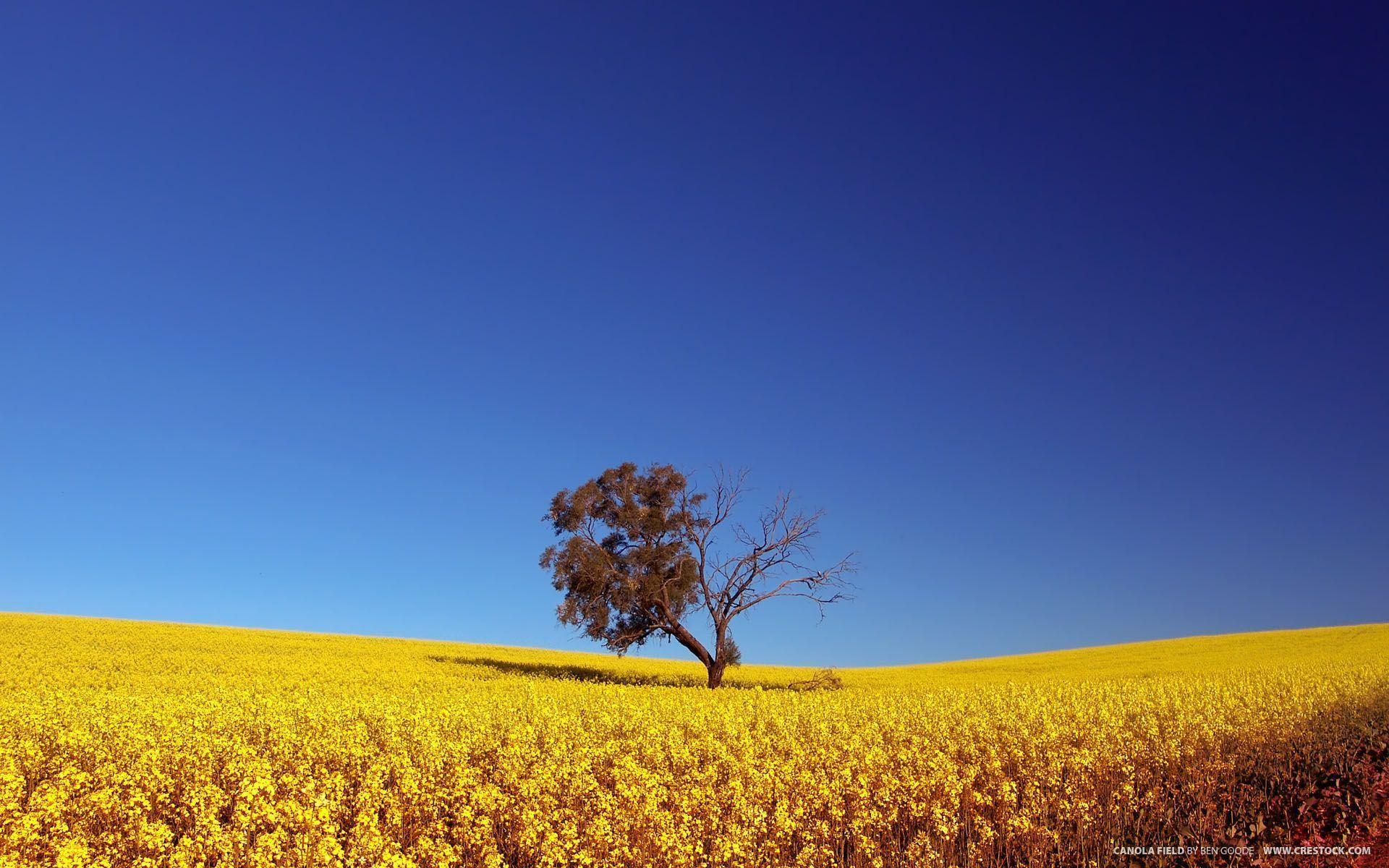 Canola Wallpapers - Top Free Canola Backgrounds - WallpaperAccess