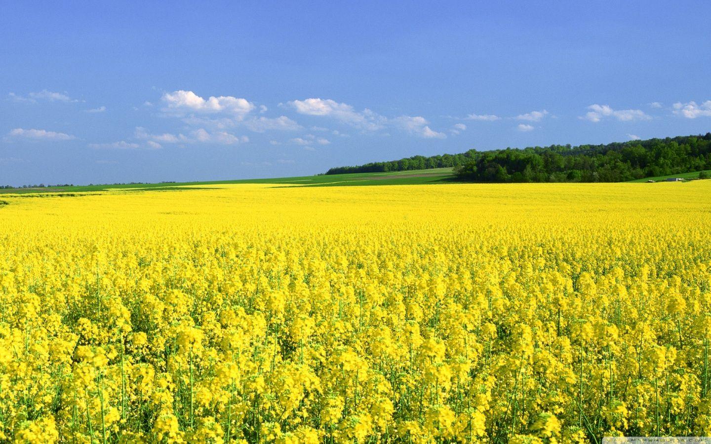 Canola Wallpapers - Top Free Canola Backgrounds - WallpaperAccess