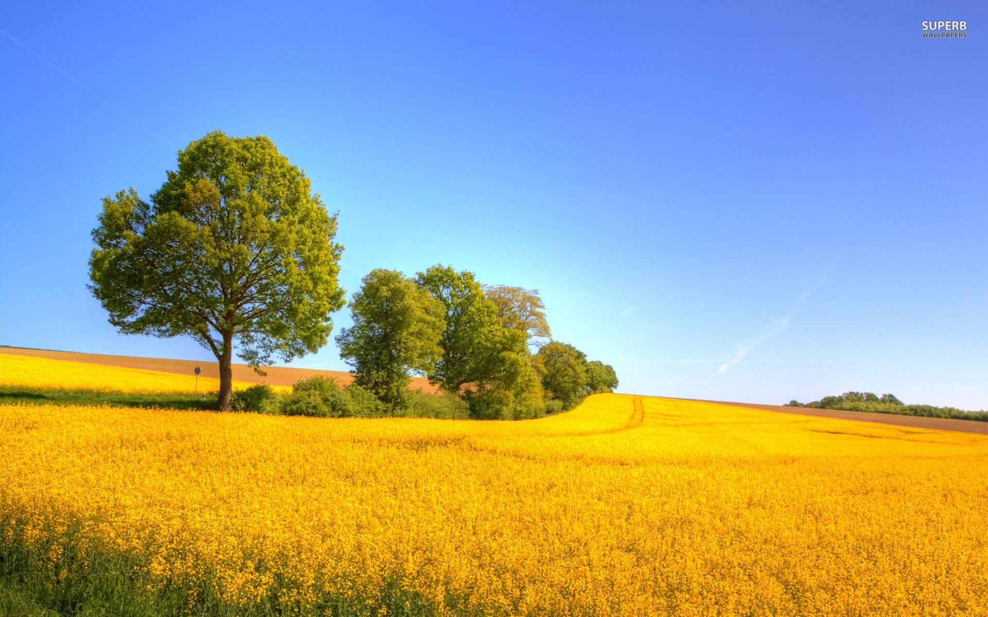 Canola Wallpapers - Top Free Canola Backgrounds - WallpaperAccess
