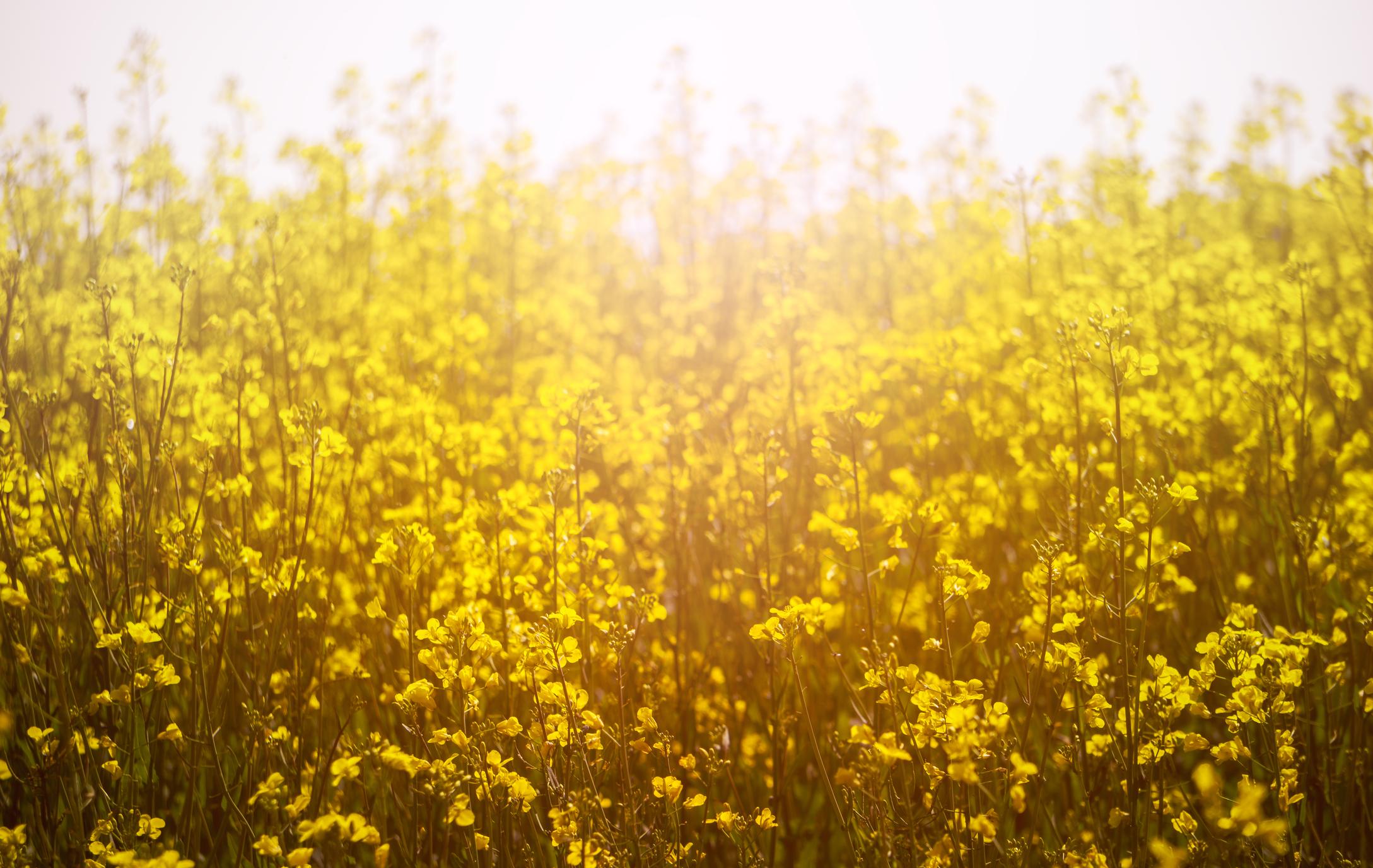 Canola Wallpapers - Top Free Canola Backgrounds - WallpaperAccess