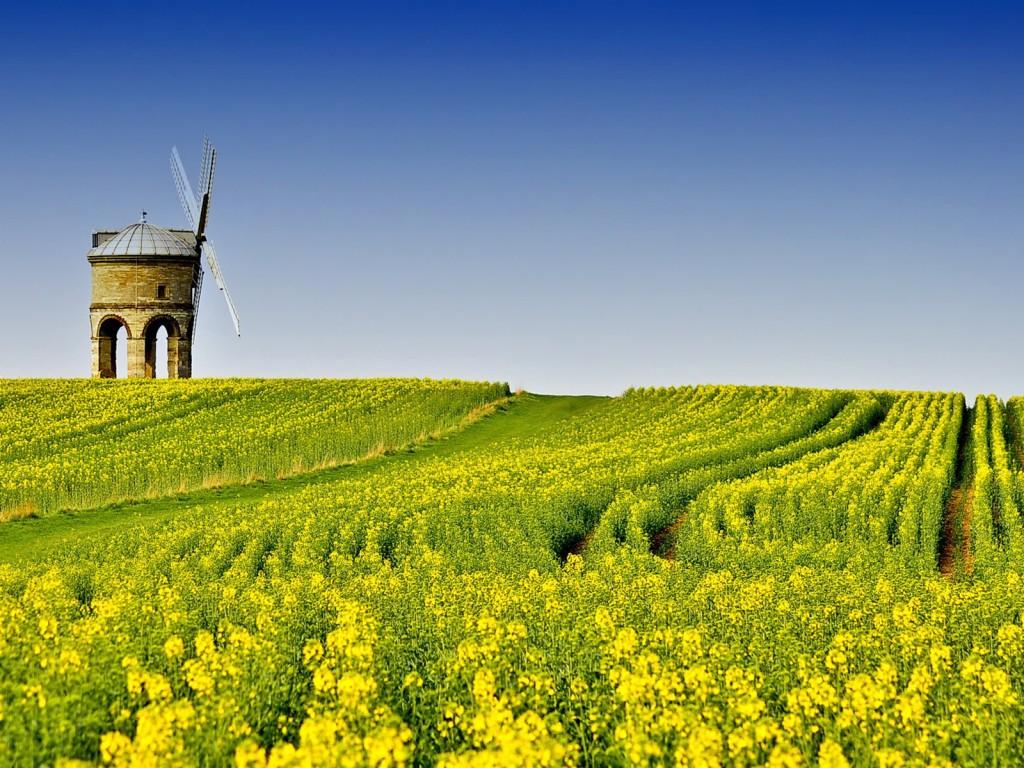 Canola Wallpapers - Top Free Canola Backgrounds - WallpaperAccess