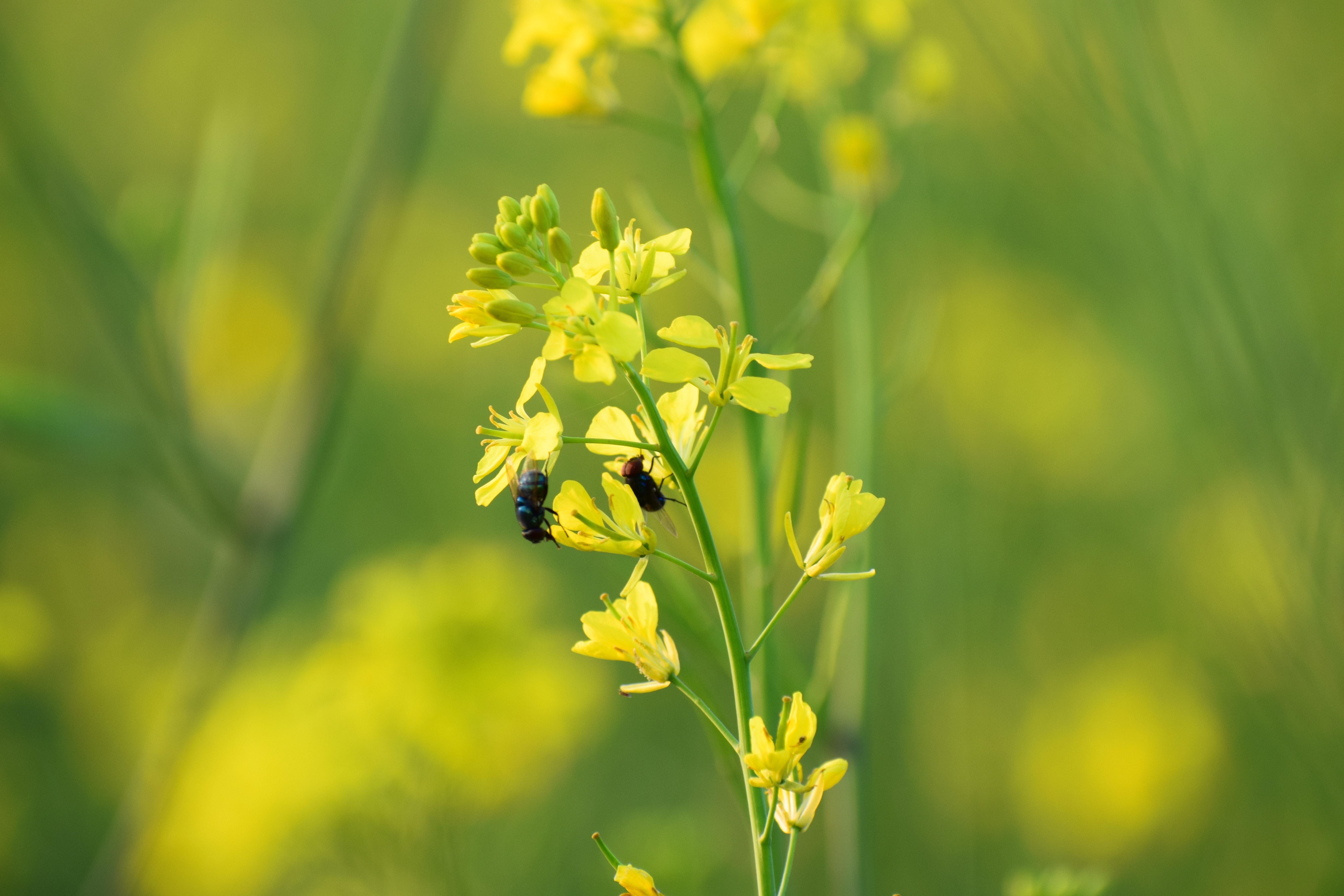 Canola Wallpapers - Top Free Canola Backgrounds - WallpaperAccess