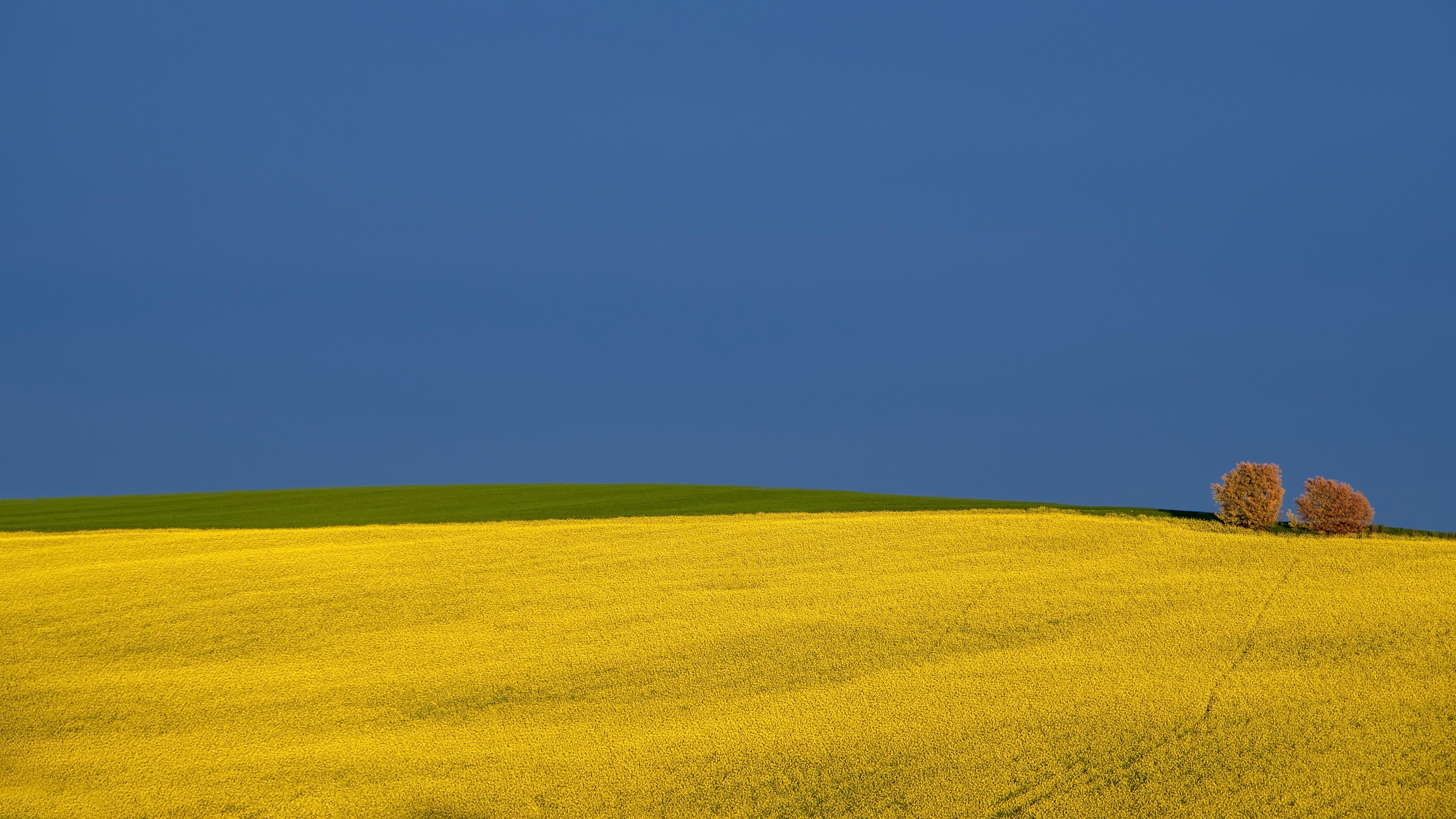 Canola Wallpapers - Top Free Canola Backgrounds - WallpaperAccess
