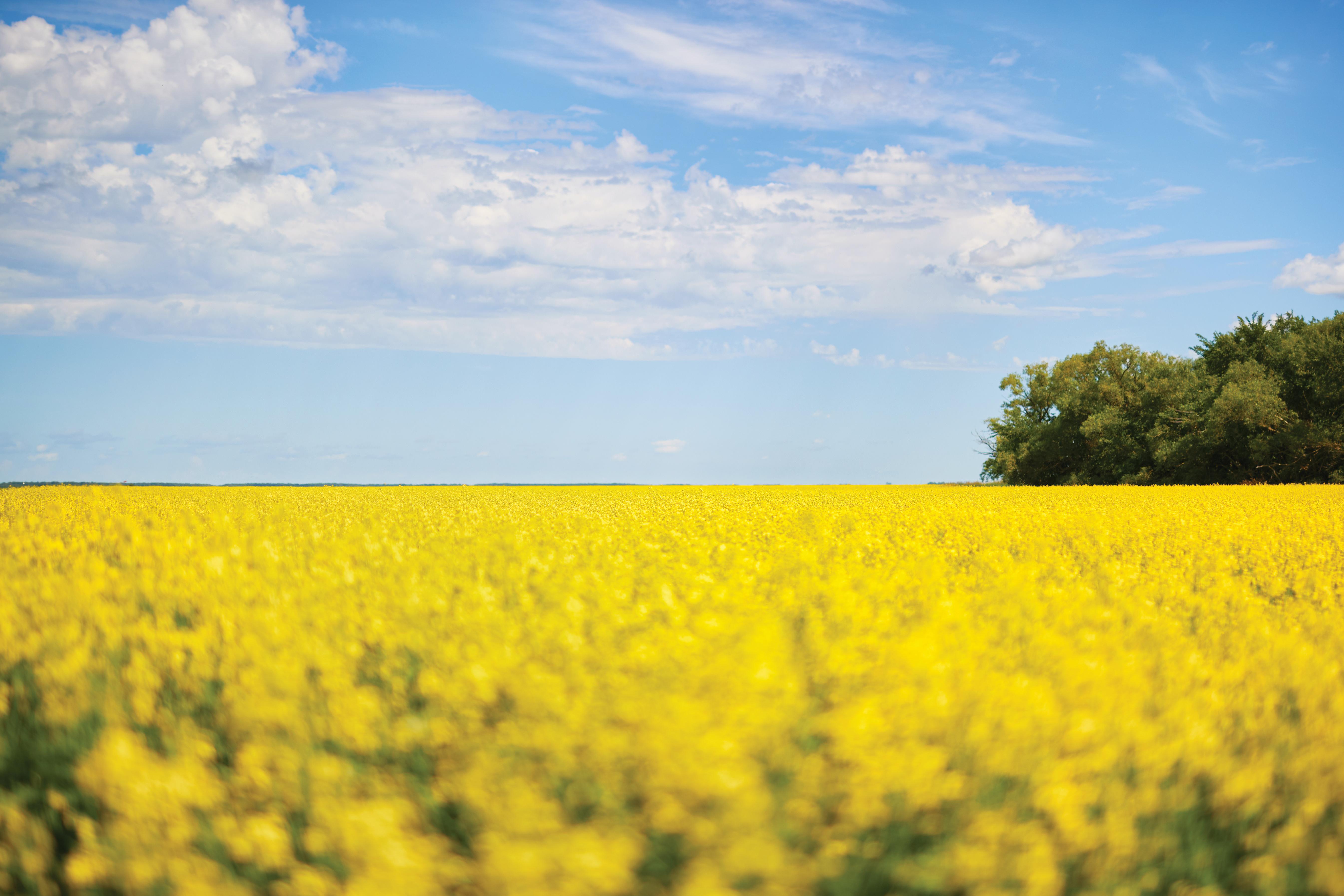 Canola Wallpapers - Top Free Canola Backgrounds - WallpaperAccess