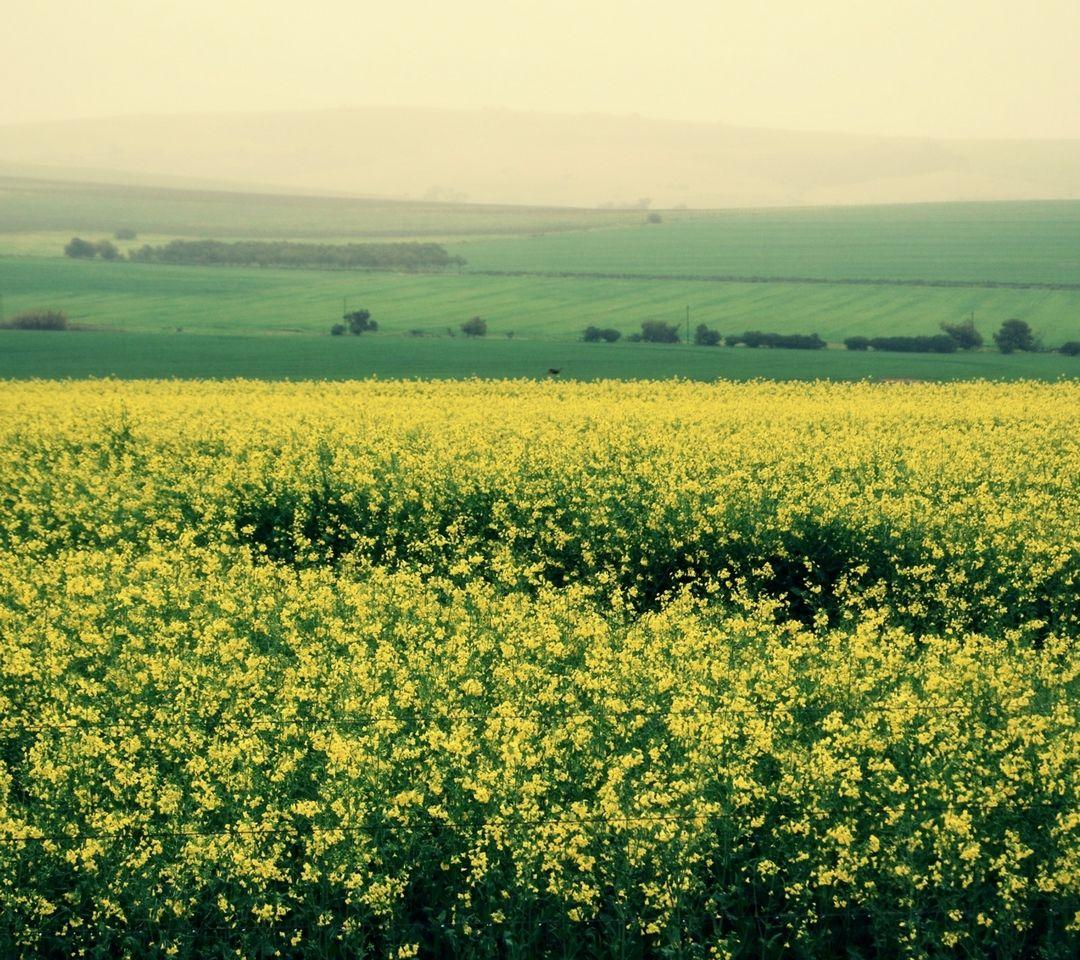 Canola Wallpapers - Top Free Canola Backgrounds - WallpaperAccess
