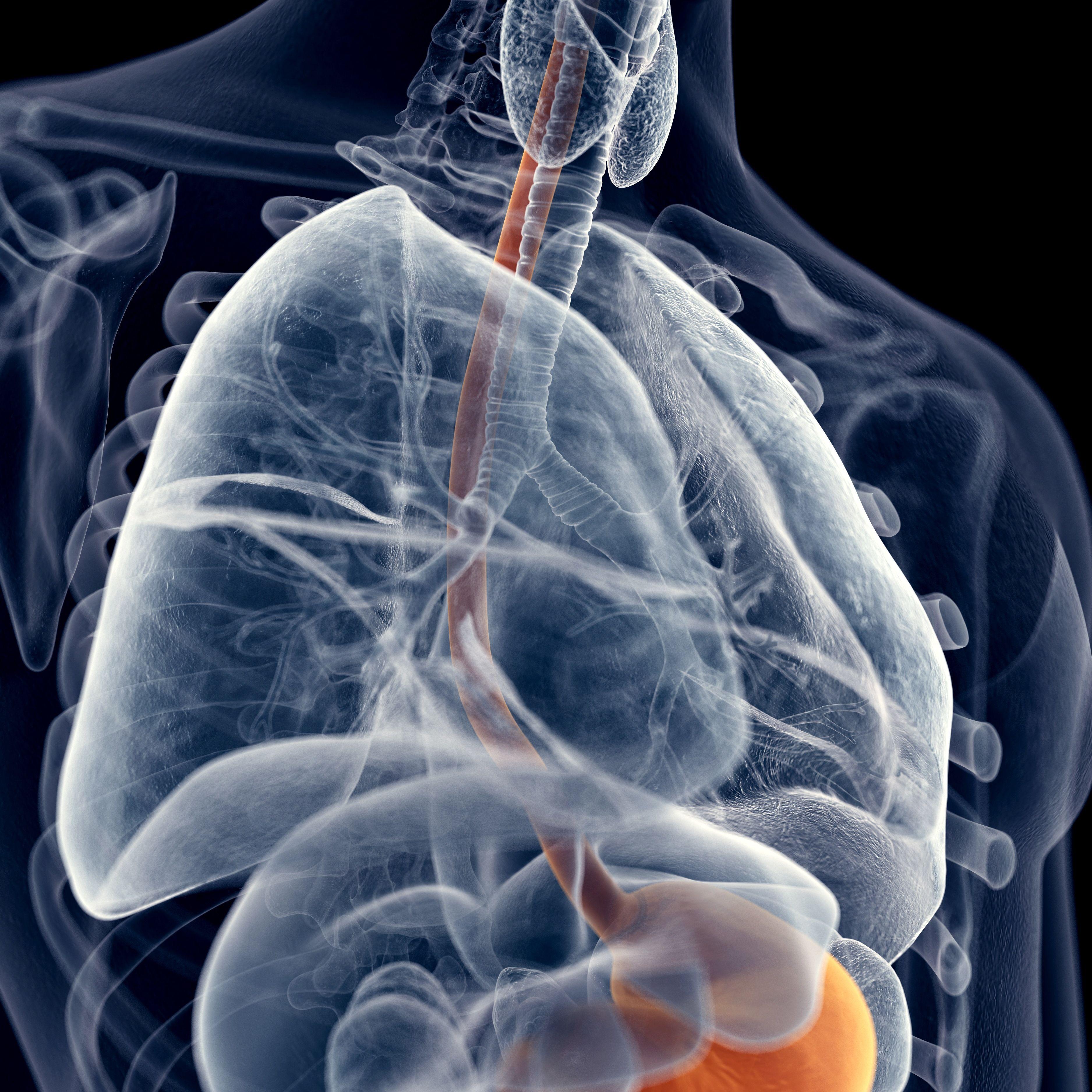 Human Digestive System Wallpapers - Top Free Human Digestive System ...