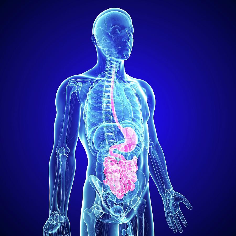 Digestive System Wallpapers - Top Free Digestive System Backgrounds ...