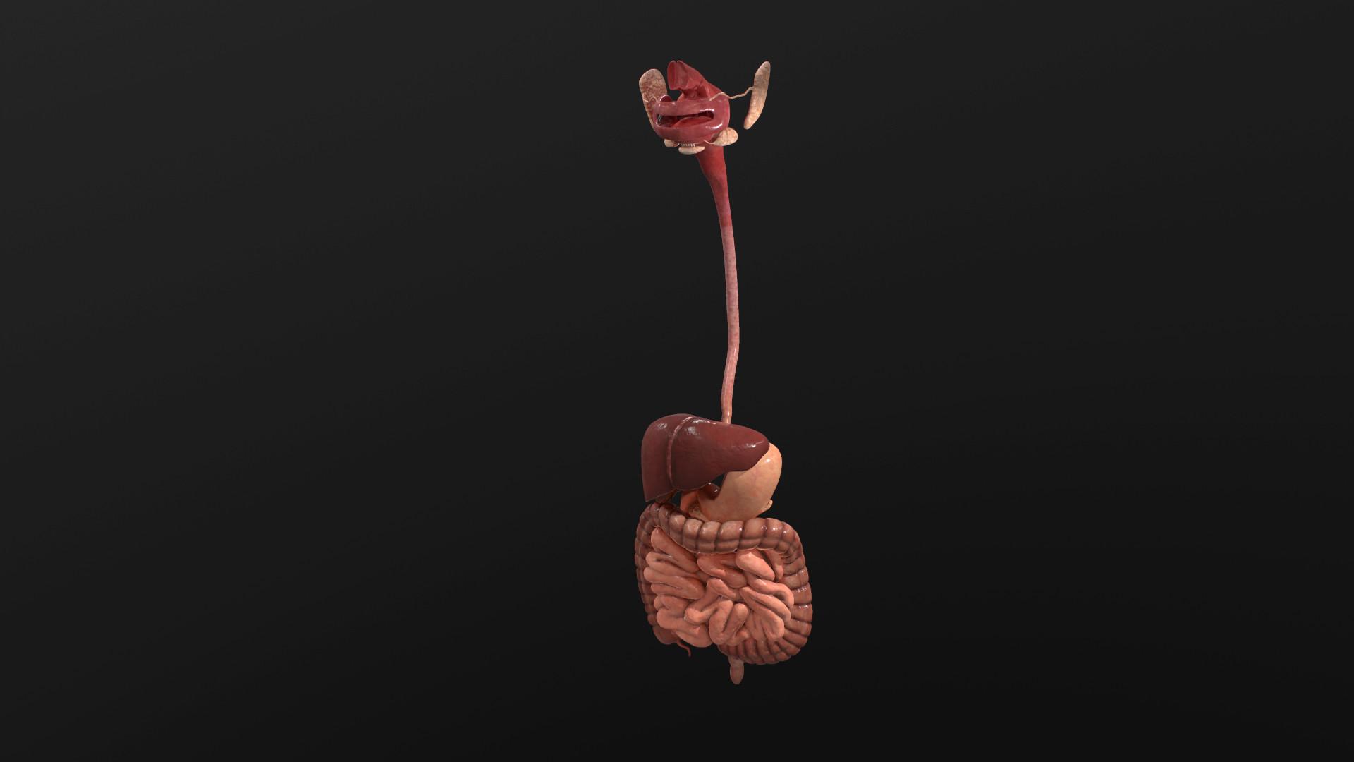 Digestive System Wallpapers - Top Free Digestive System Backgrounds ...